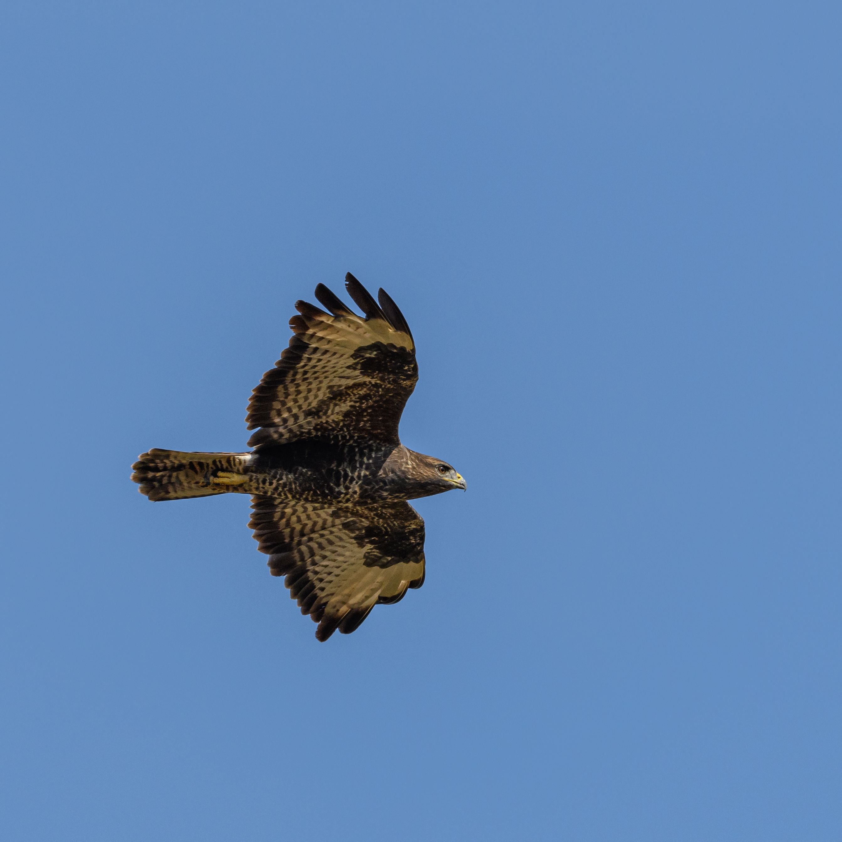 Falcon Flying on Clear Sky · Free Stock Photo