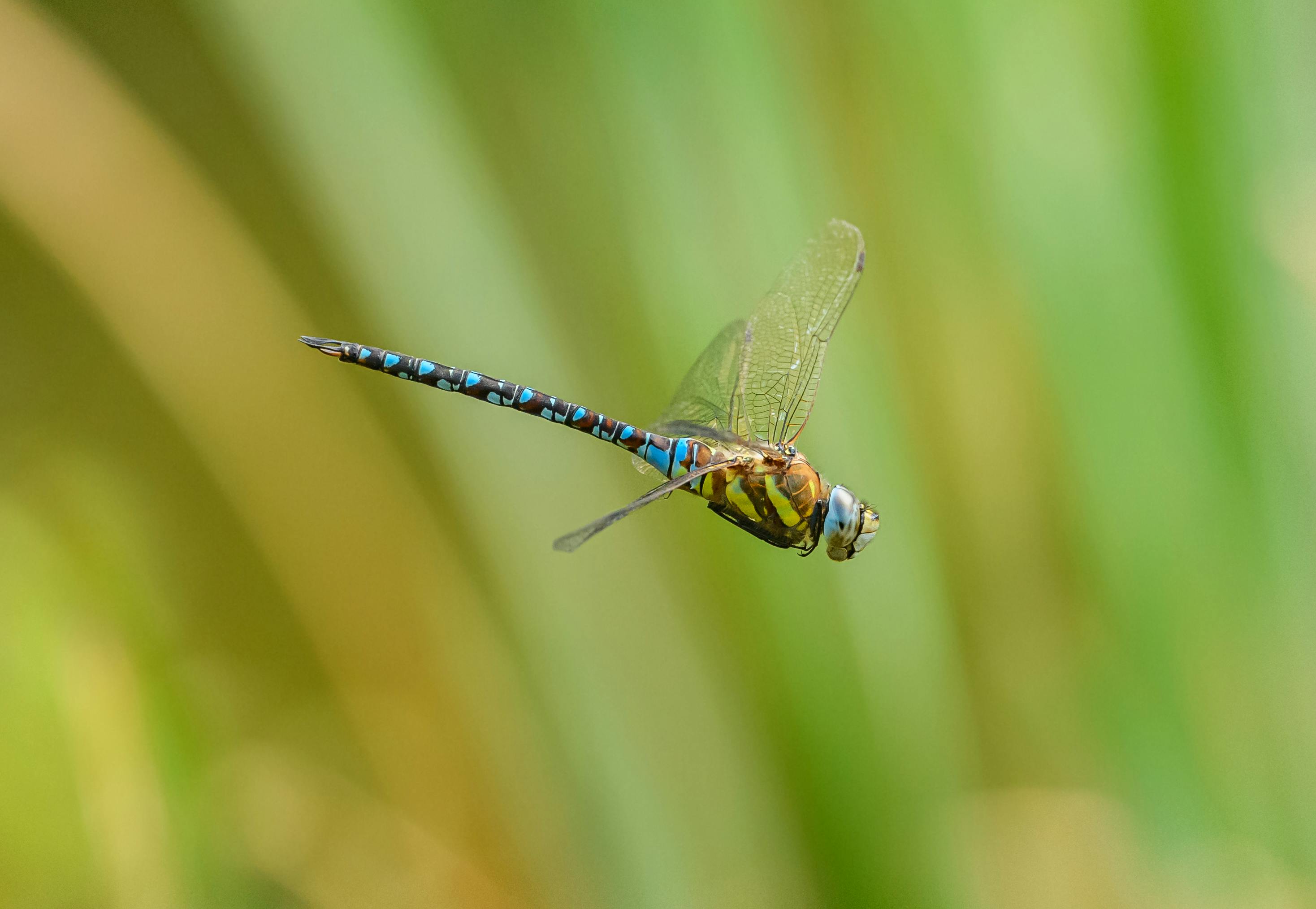 Close up of Flying Dragonfly · Free Stock Photo