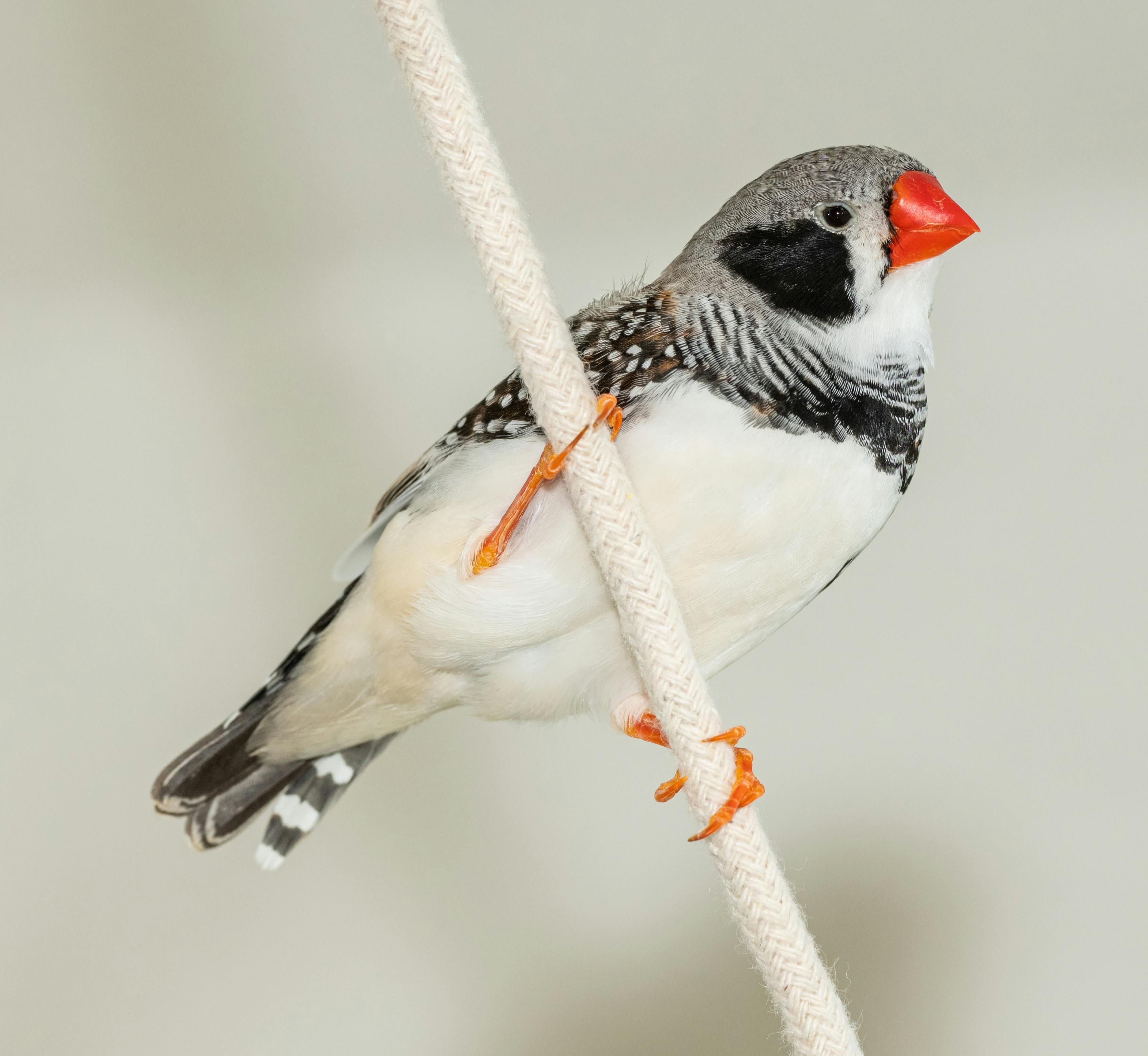 Close up of Australian Zebra Finch · Free Stock Photo