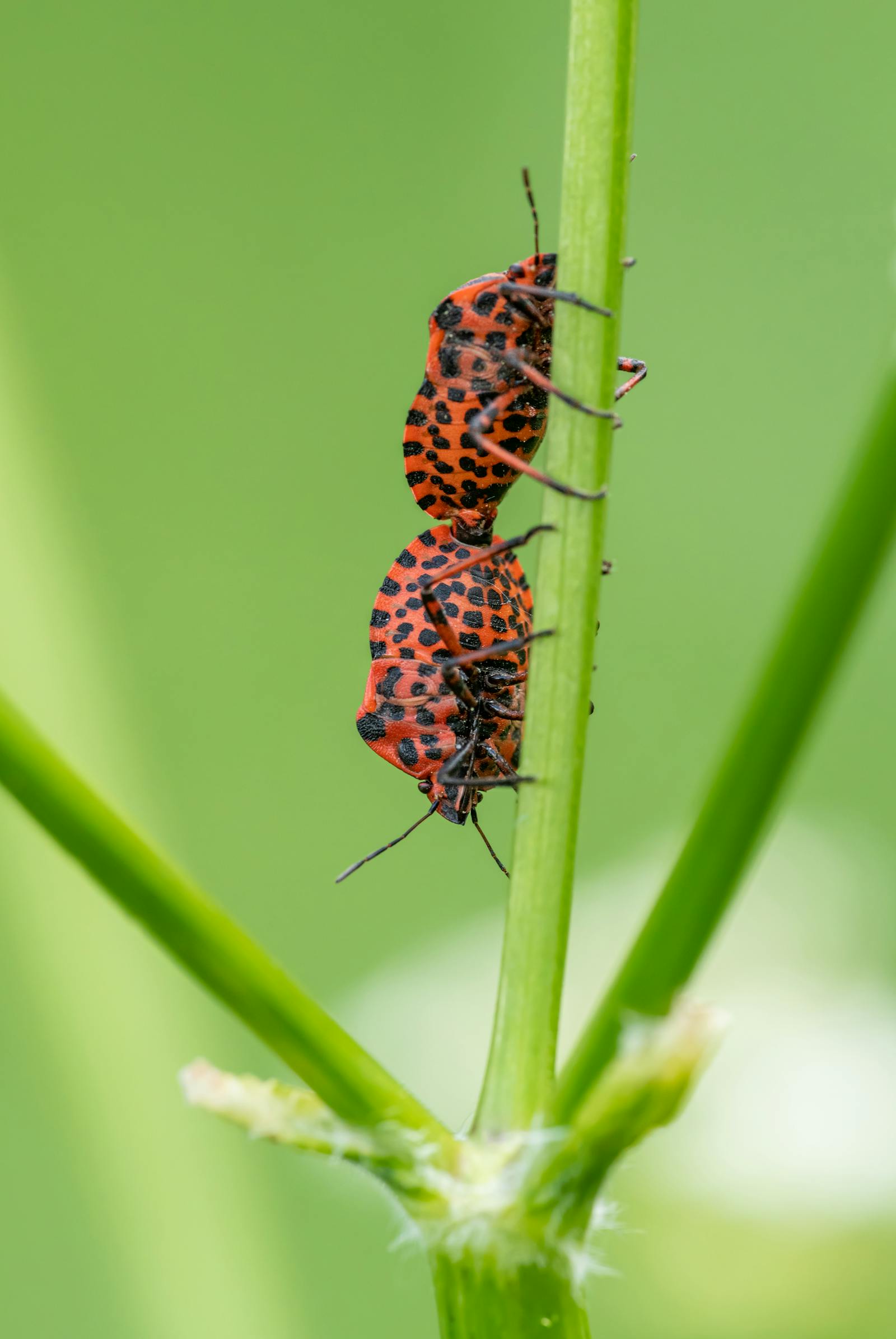 Insects Philippines Photos, Download The BEST Free Insects Philippines ...