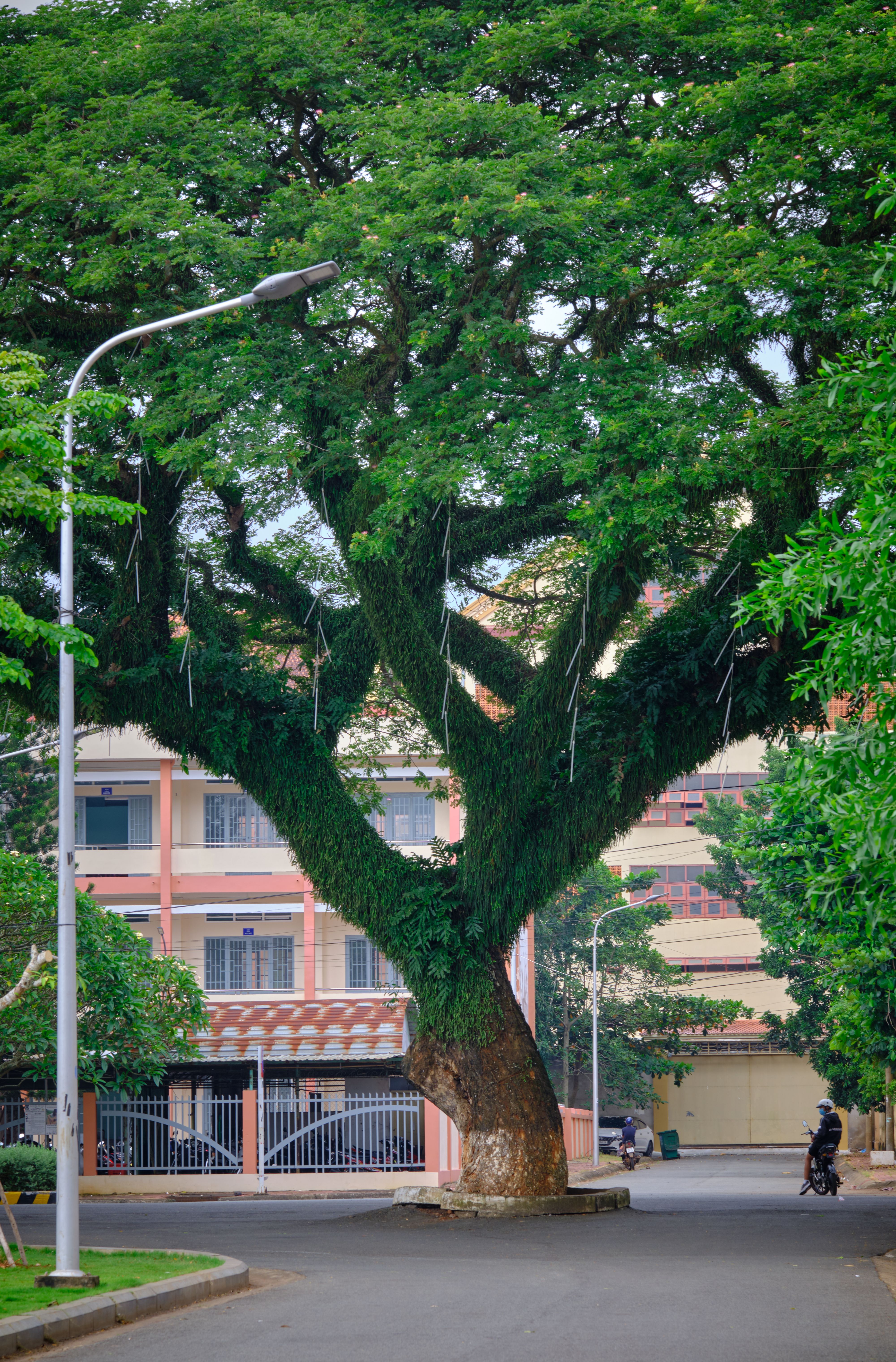 A Tree in a City · Free Stock Photo