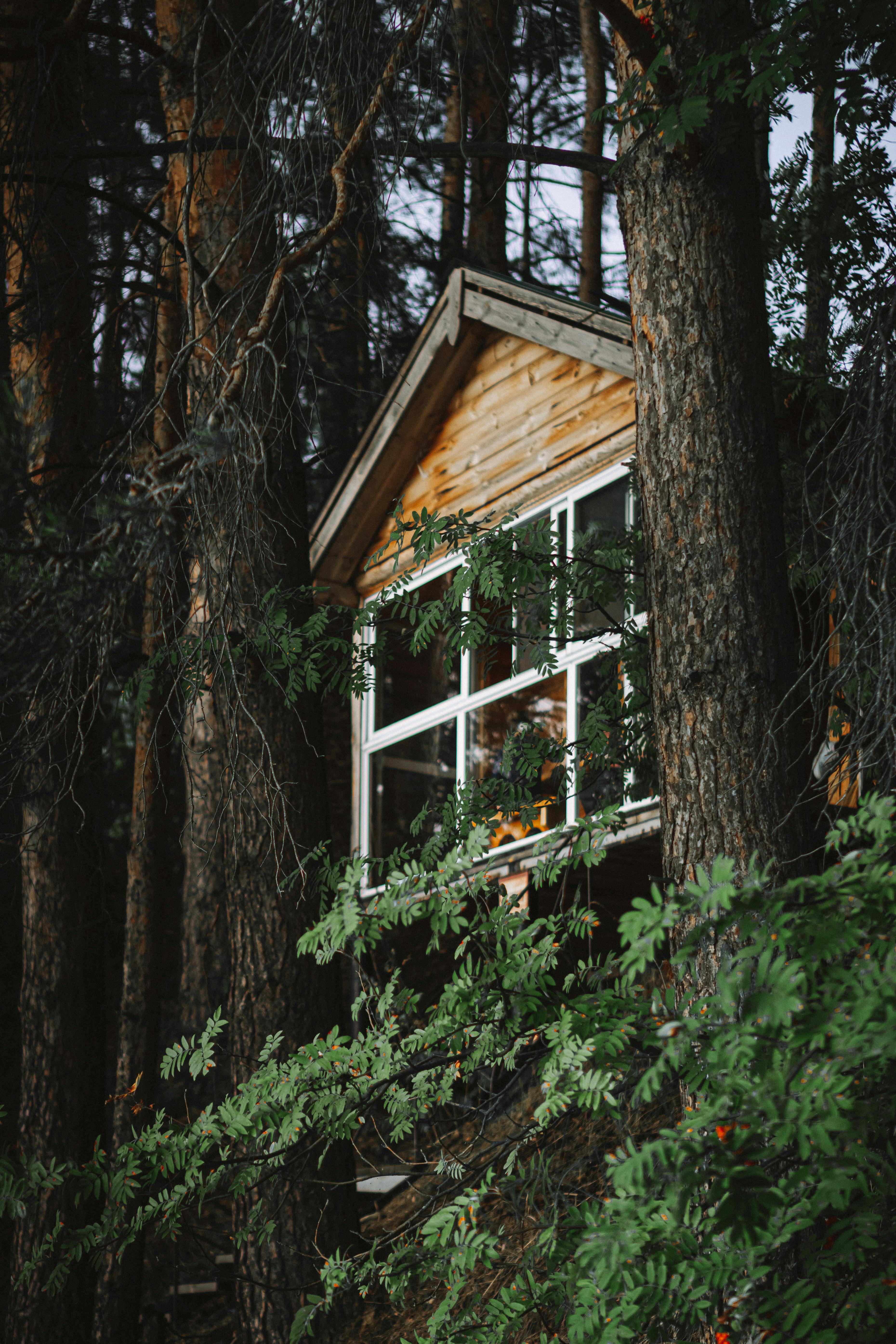 Wooden Cottage in Forest · Free Stock Photo