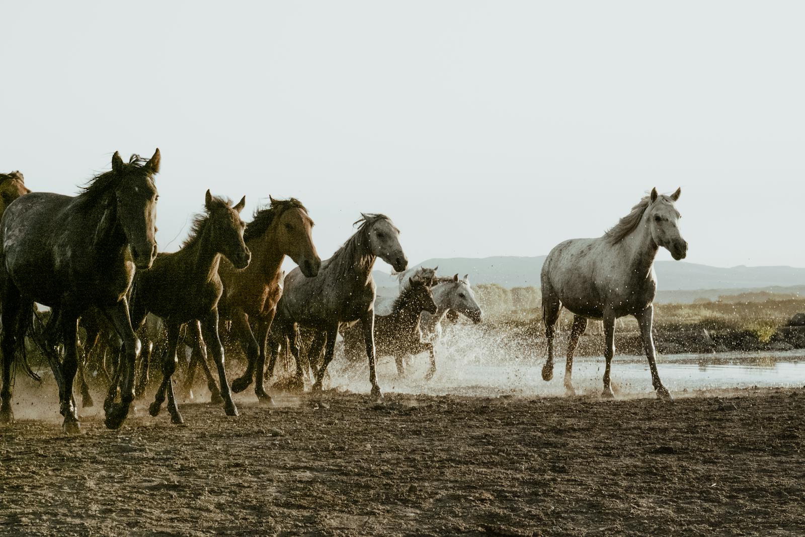 Horses Running Photos, Download The BEST Free Horses Running Stock ...