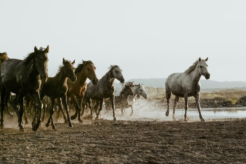 Animals Running Photos, Download The BEST Free Animals Running Stock ...