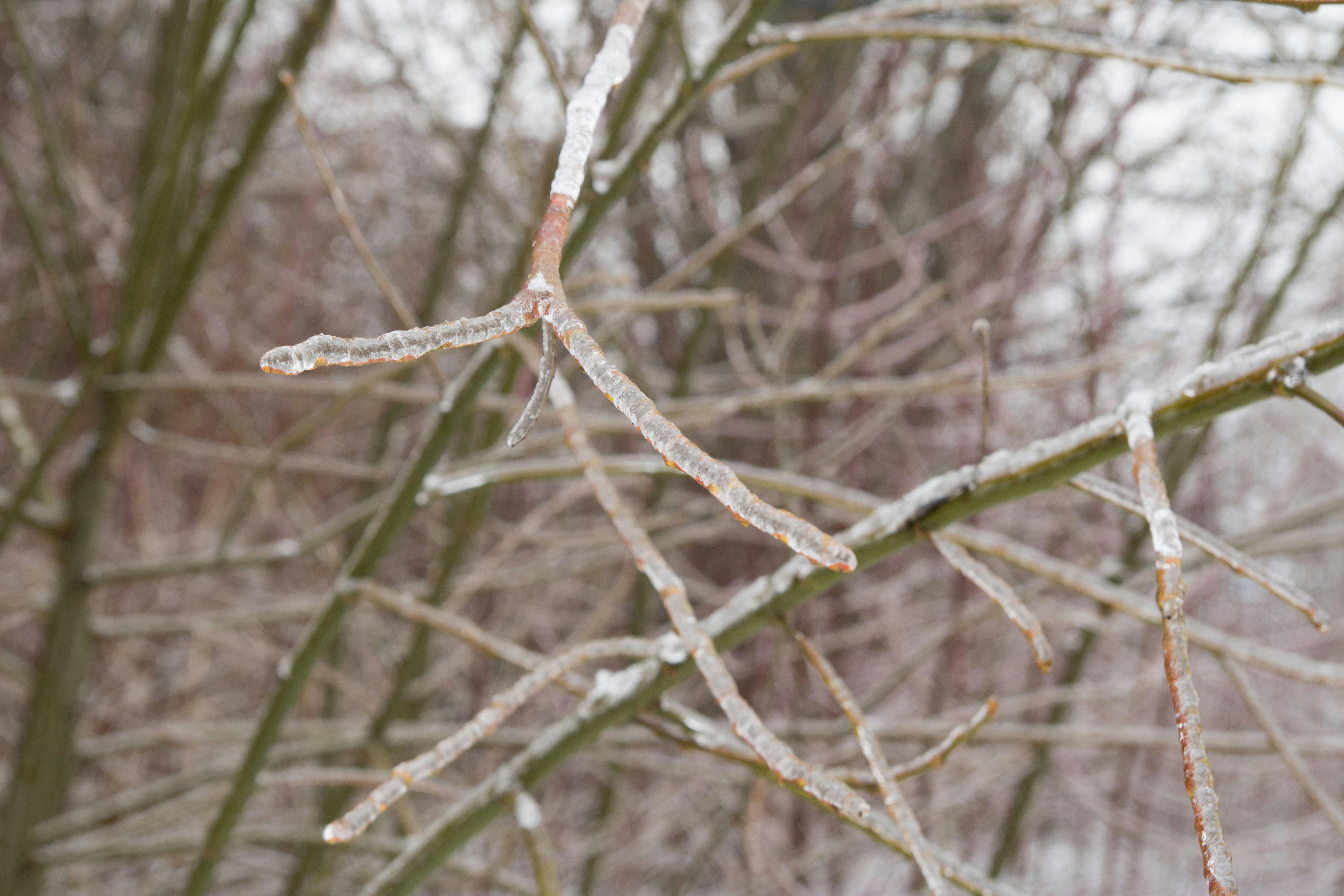 Christopher Hanley - 攝影