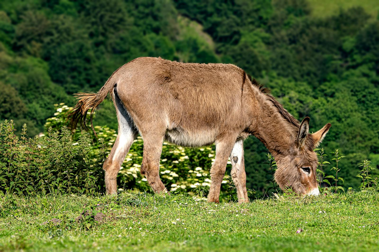 Donkey Meat Photos, Download The BEST Free Donkey Meat Stock Photos ...