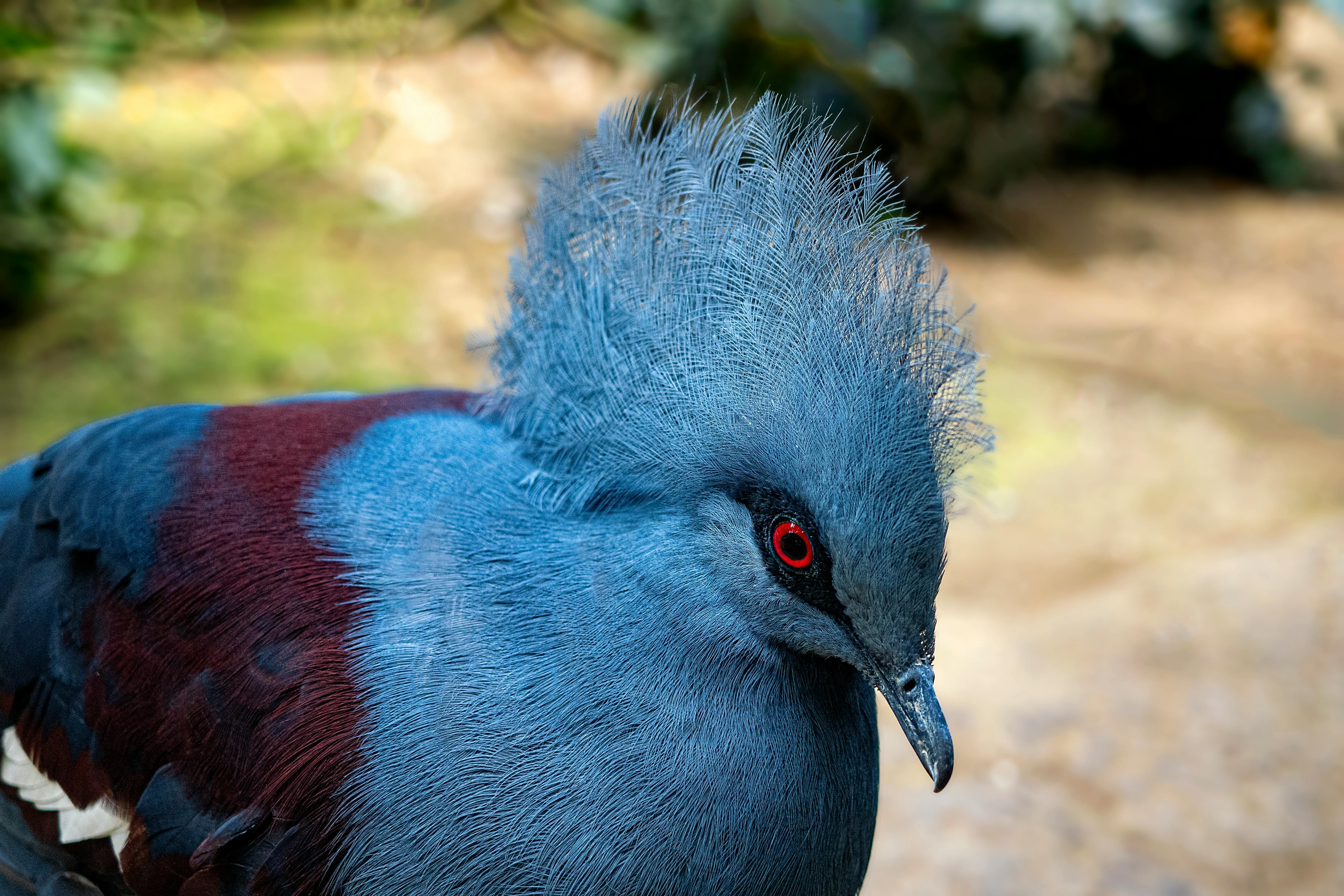 Western Crowned Pigeon Habitat and Life Cycle Explained