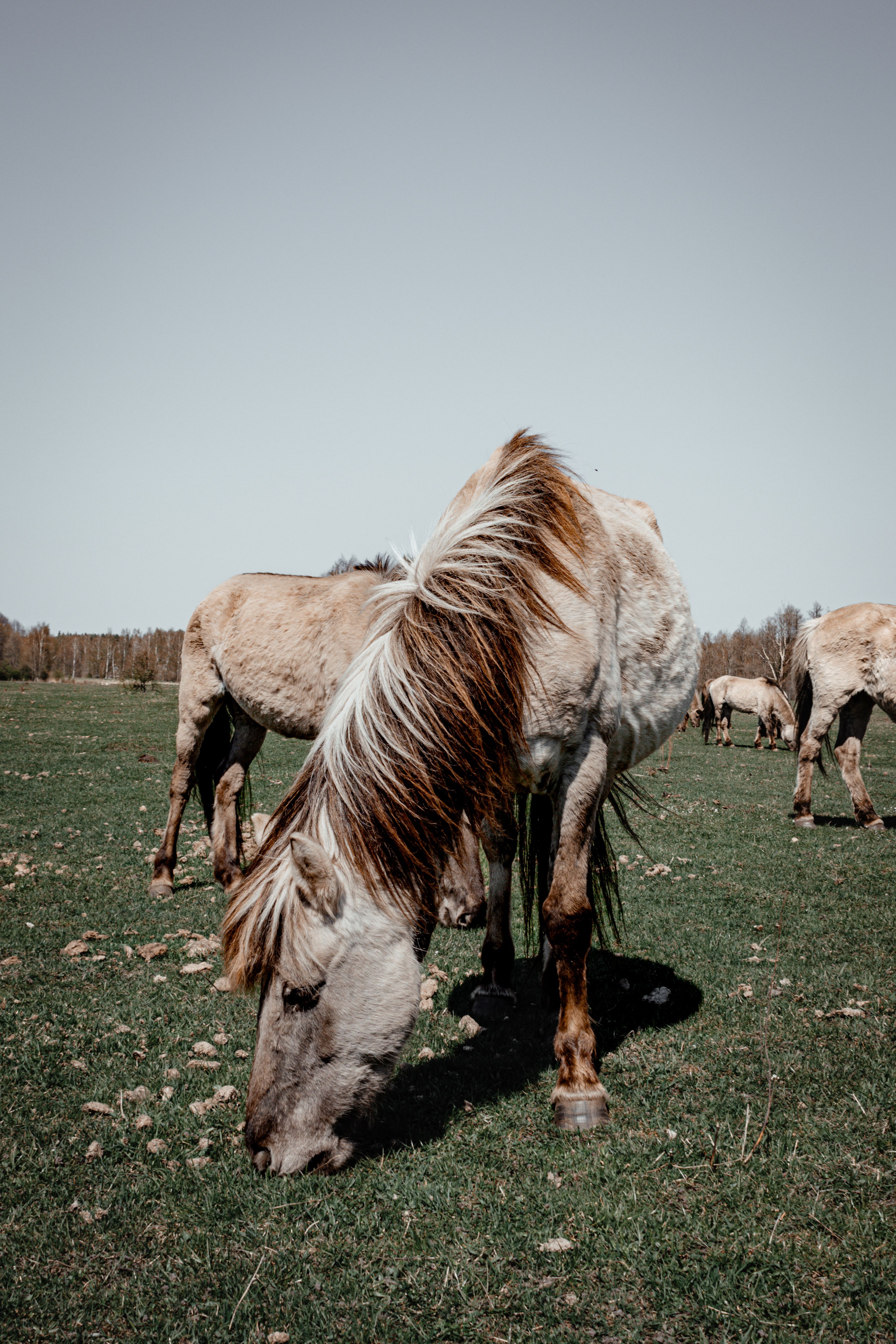 Mane Korea Photos, Download The BEST Free Mane Korea Stock Photos & HD ...