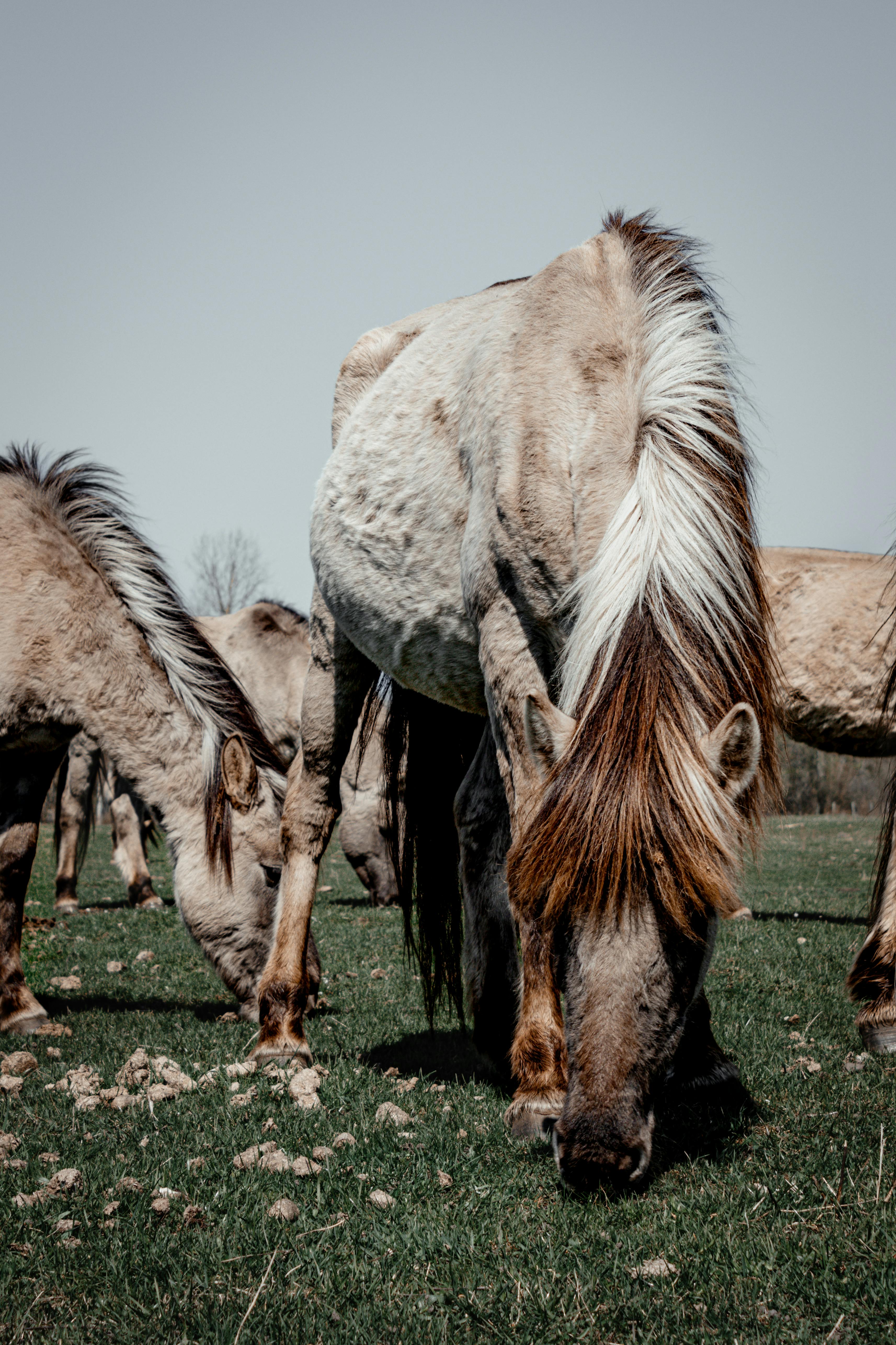 Ghosts, Horses Photos, Download The BEST Free Ghosts, Horses Stock Photos & HD Images