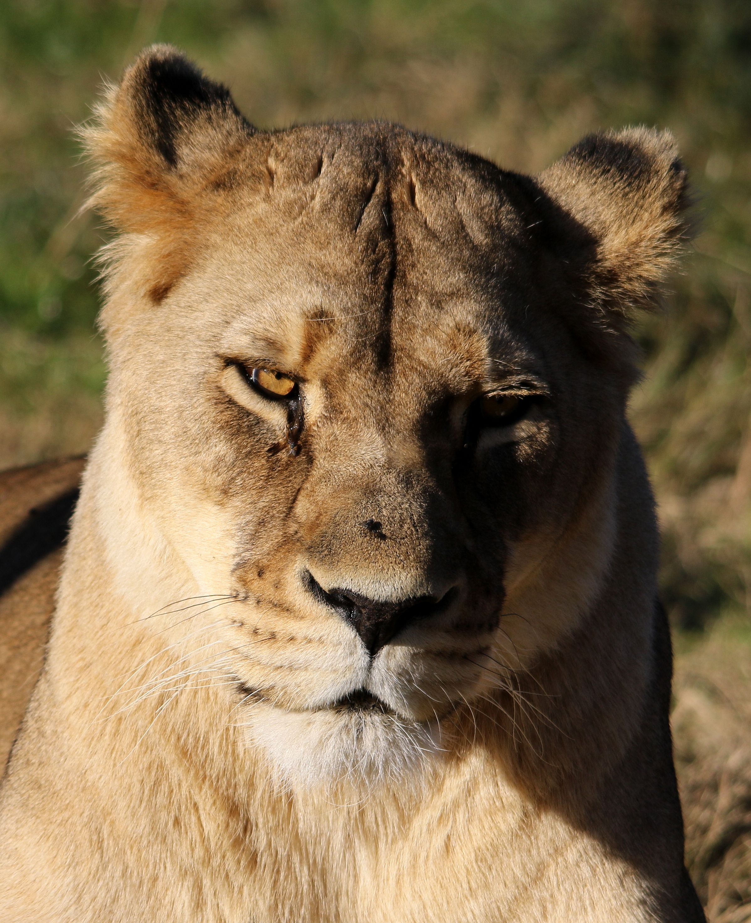 Lion Focus Photos, Download The BEST Free Lion Focus Stock Photos & HD ...