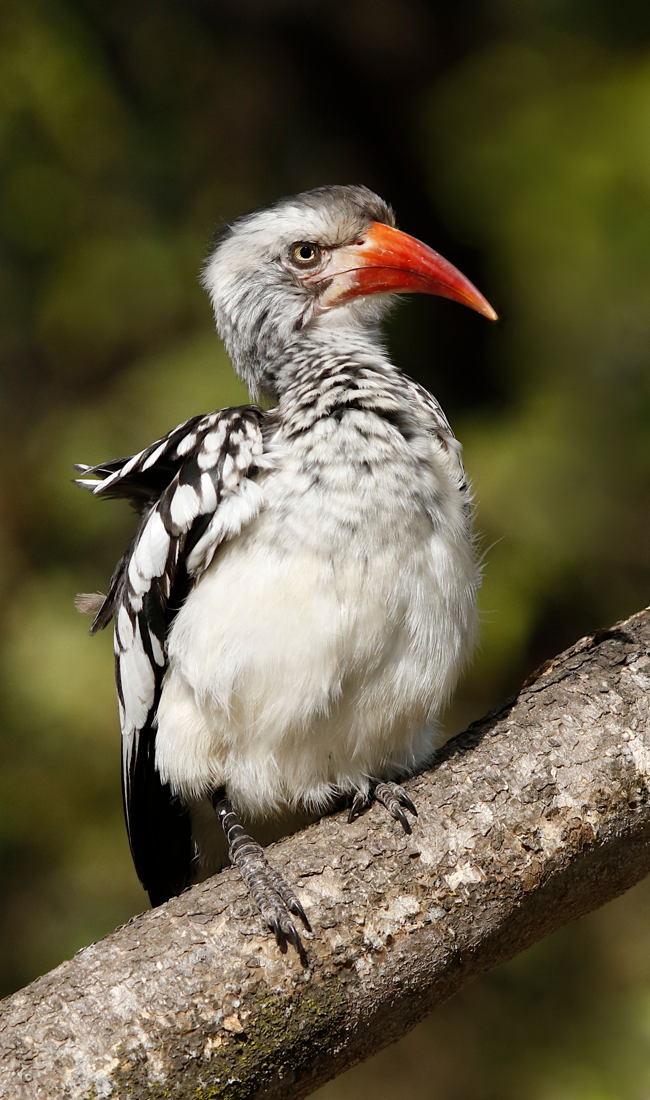 Close up of a Bird in Grass · Free Stock Photo
