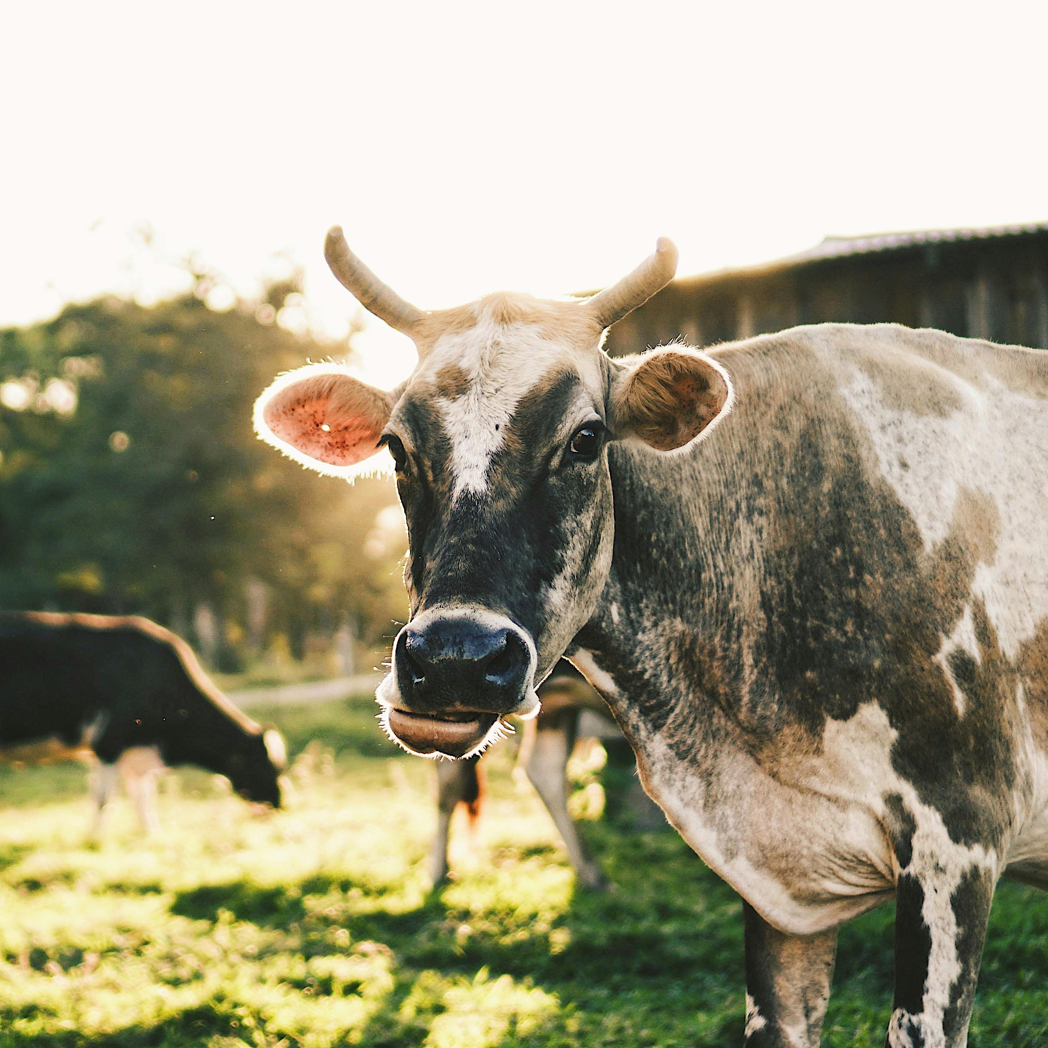 Farm】 Photos, Download The BEST Free Farm】 Stock Photos & HD Images