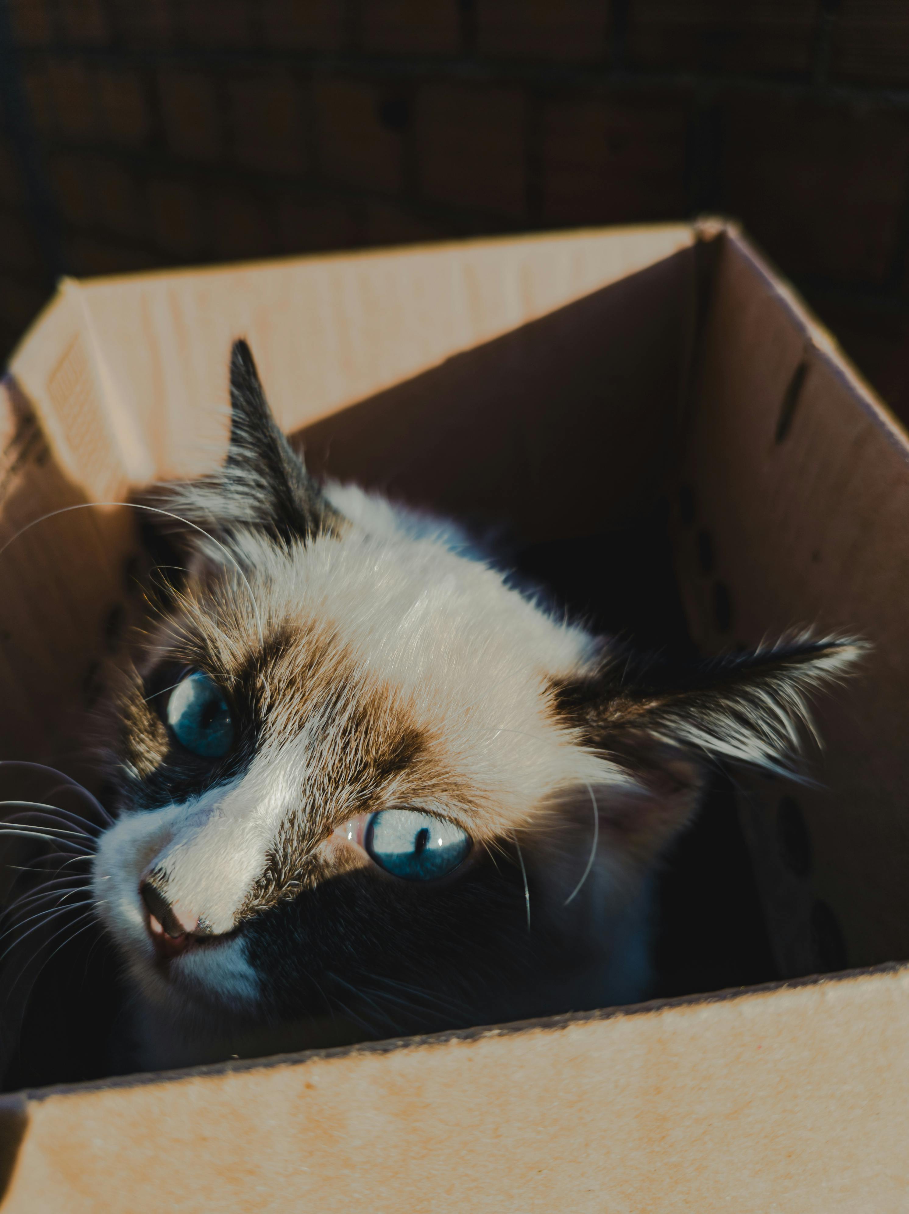 Cute Cat Landscape Photos, Download The BEST Free Cute Cat Landscape ...