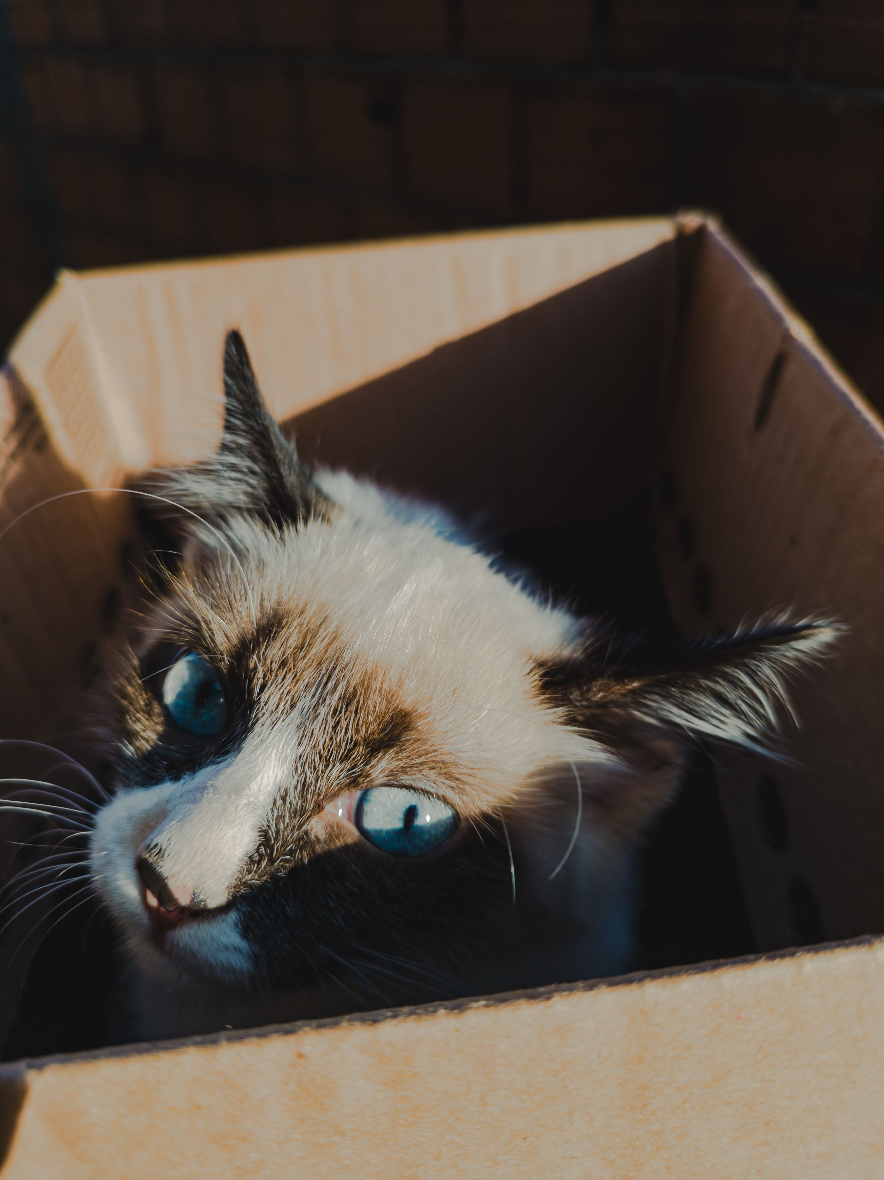 Cat Looking Out of the Cardboard Box · Free Stock Photo