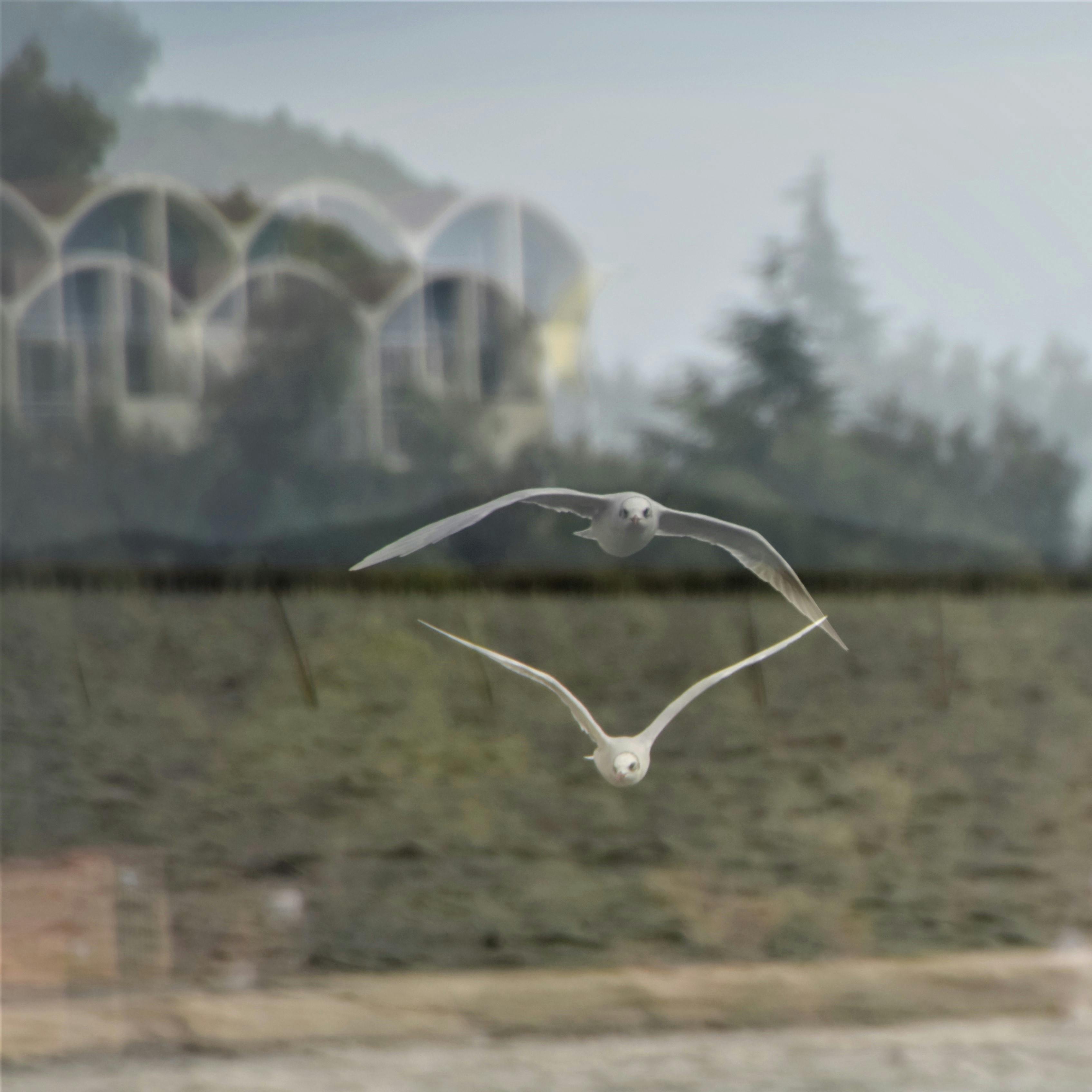 Isabelle Borg - Photographie