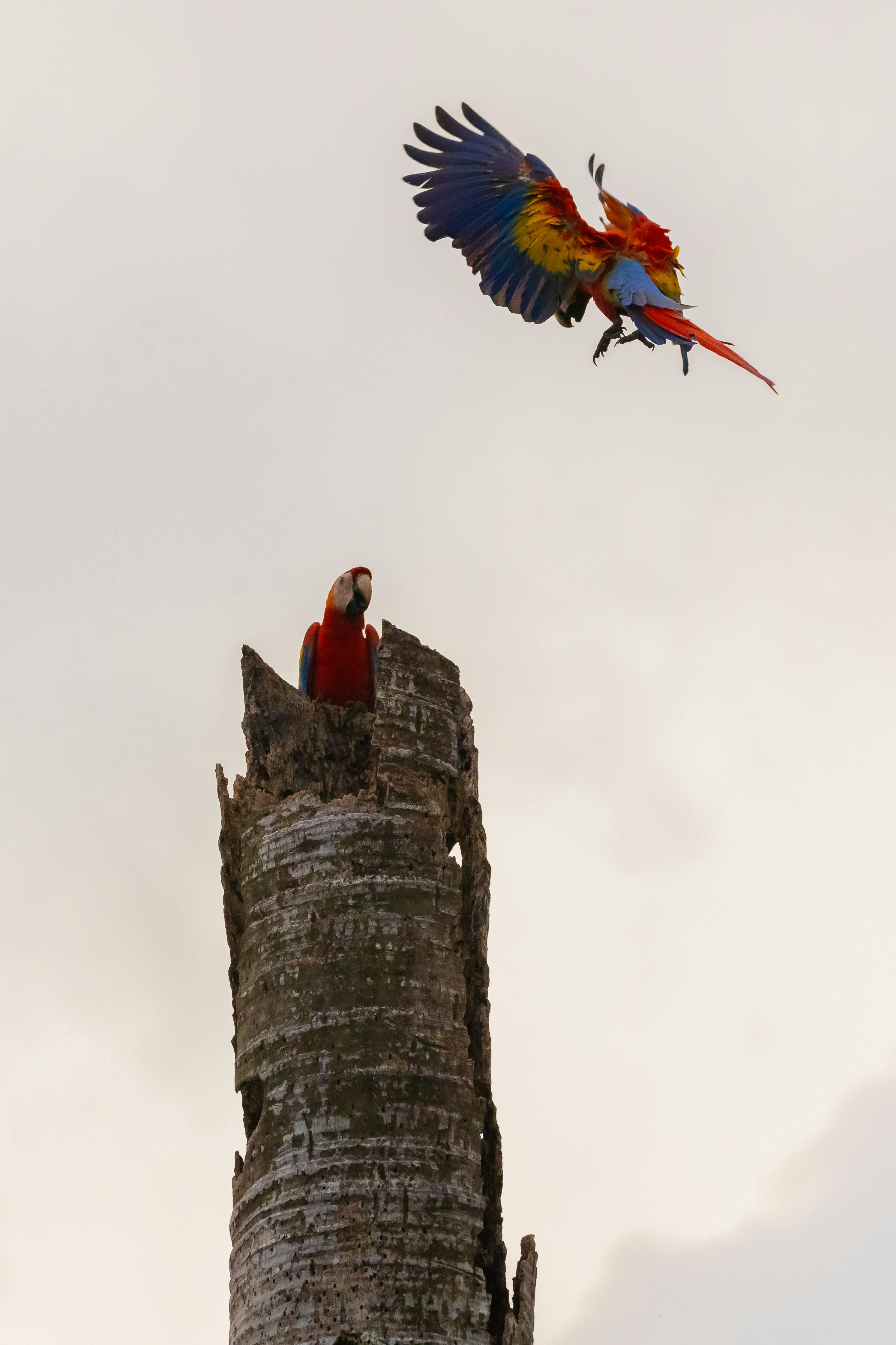 Parrot on A Tree Branch · Free Stock Photo