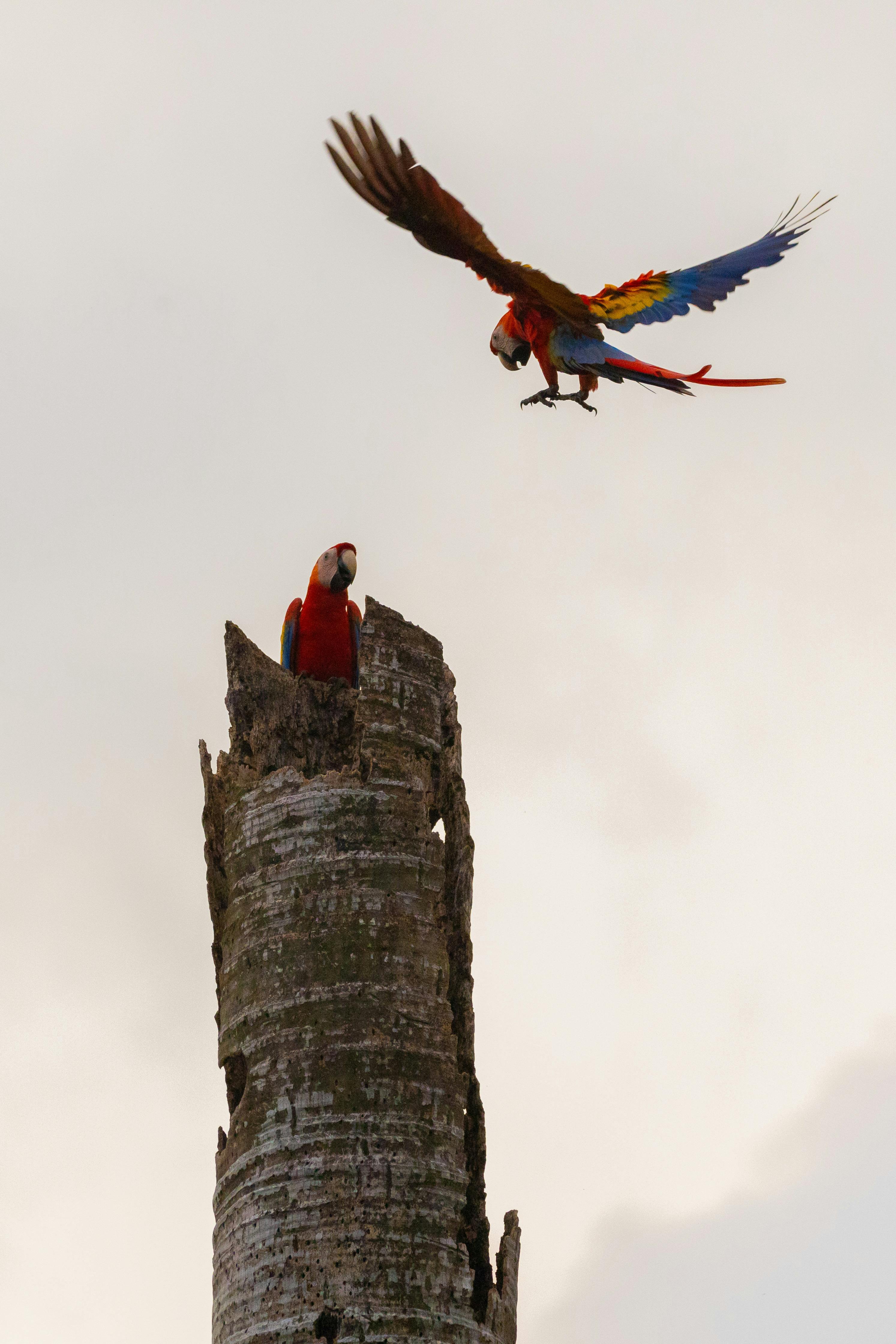 Two Macaw Parrots · Free Stock Photo