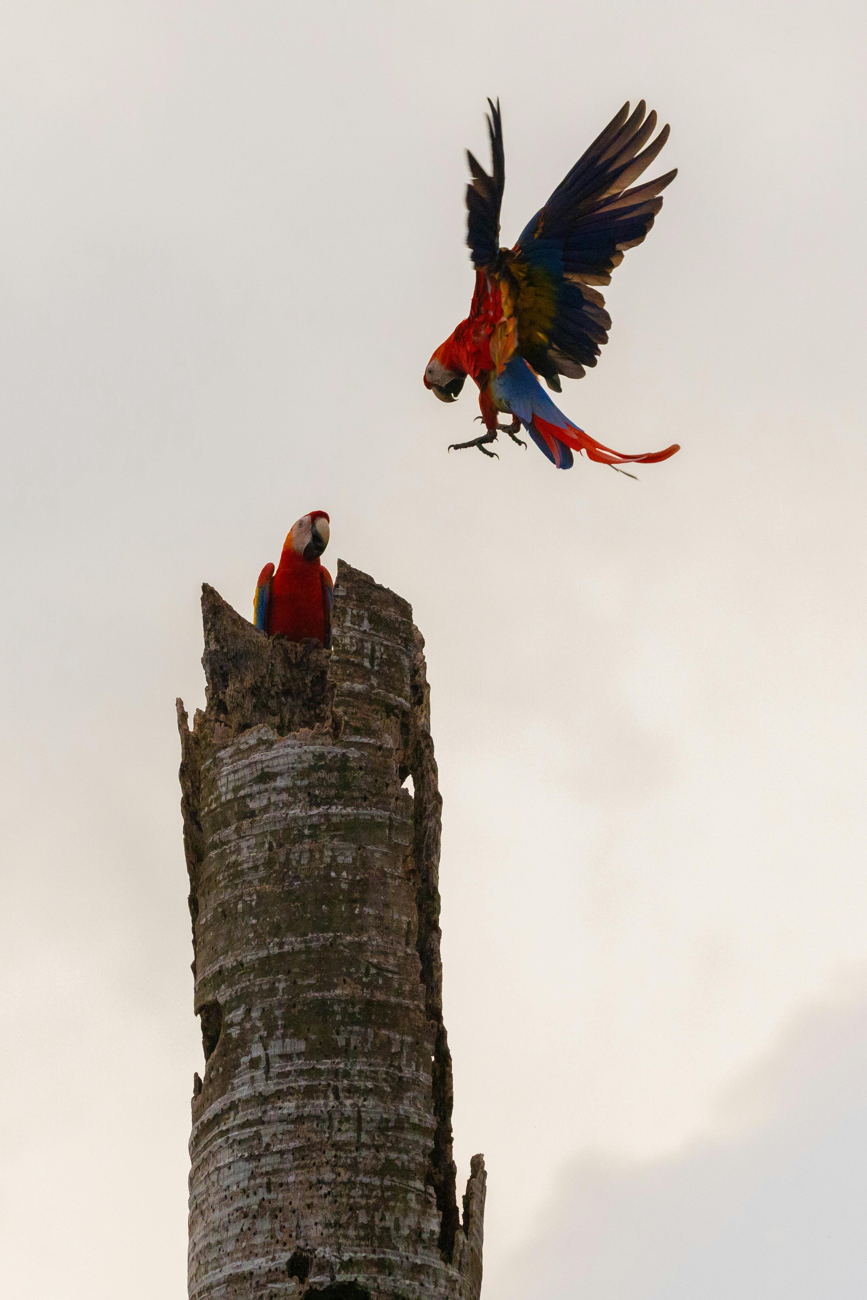 Parrot on A Tree Branch · Free Stock Photo