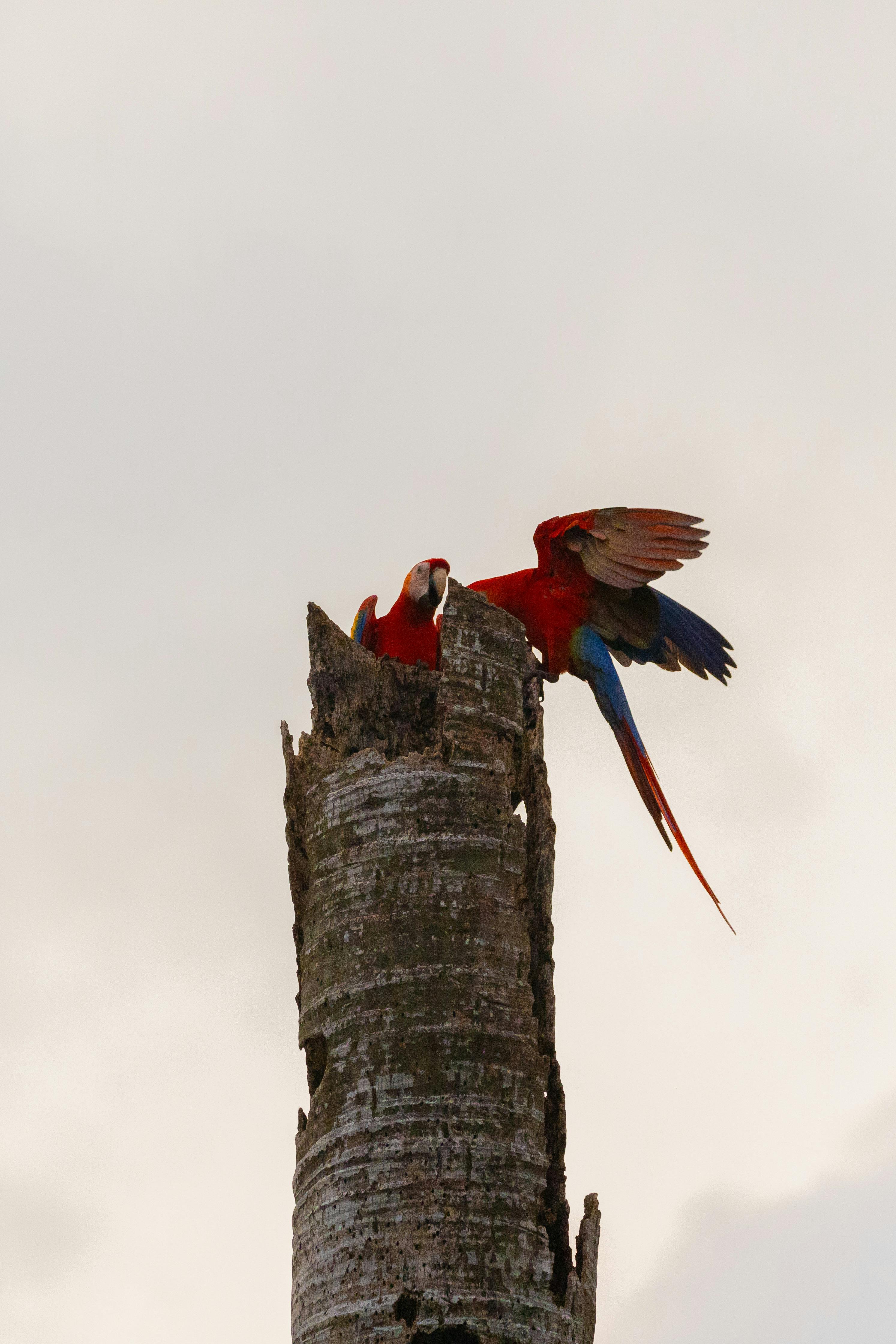 Parrot on A Tree Branch · Free Stock Photo