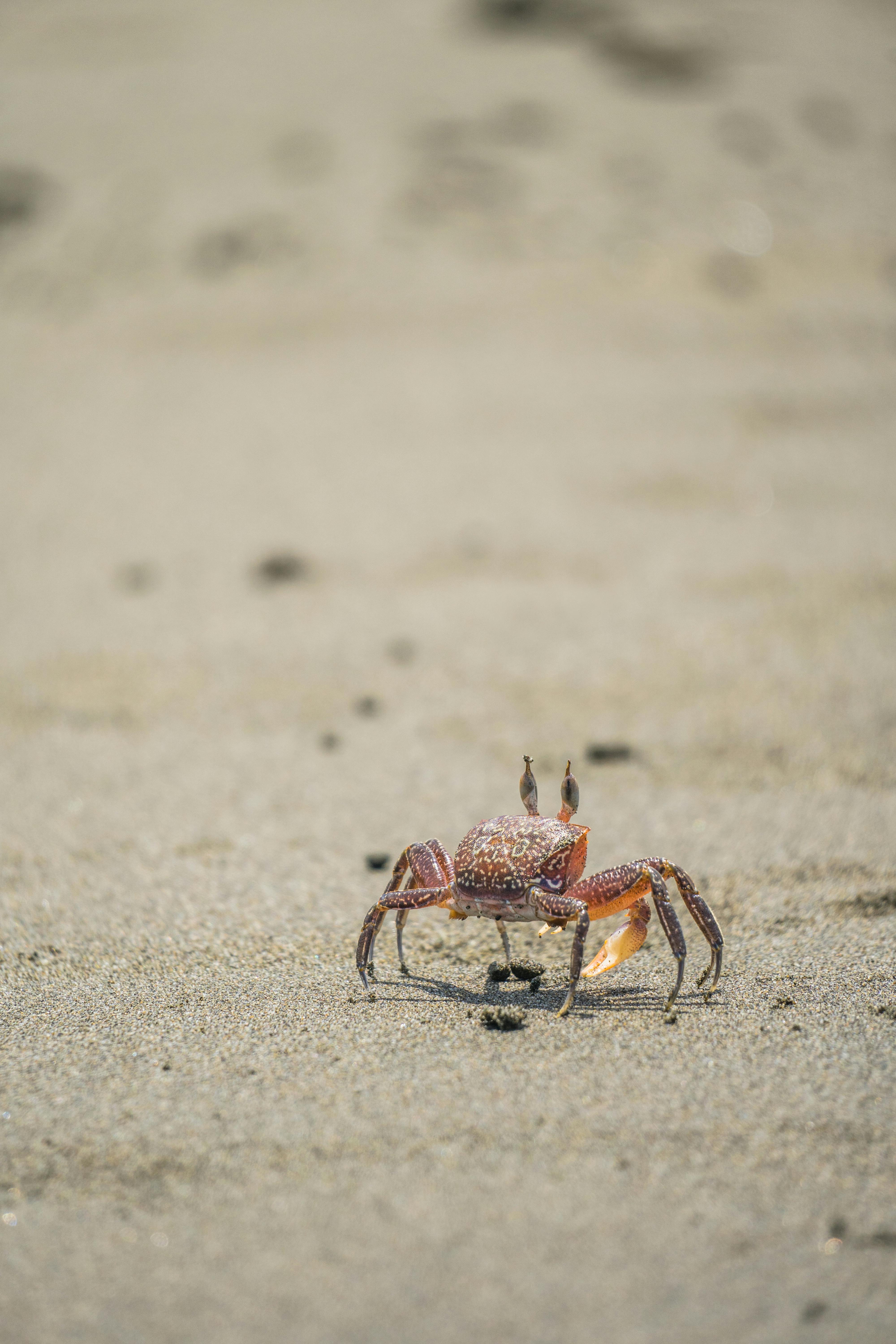 Beaches Animated Photos, Download The BEST Free Beaches Animated Stock ...