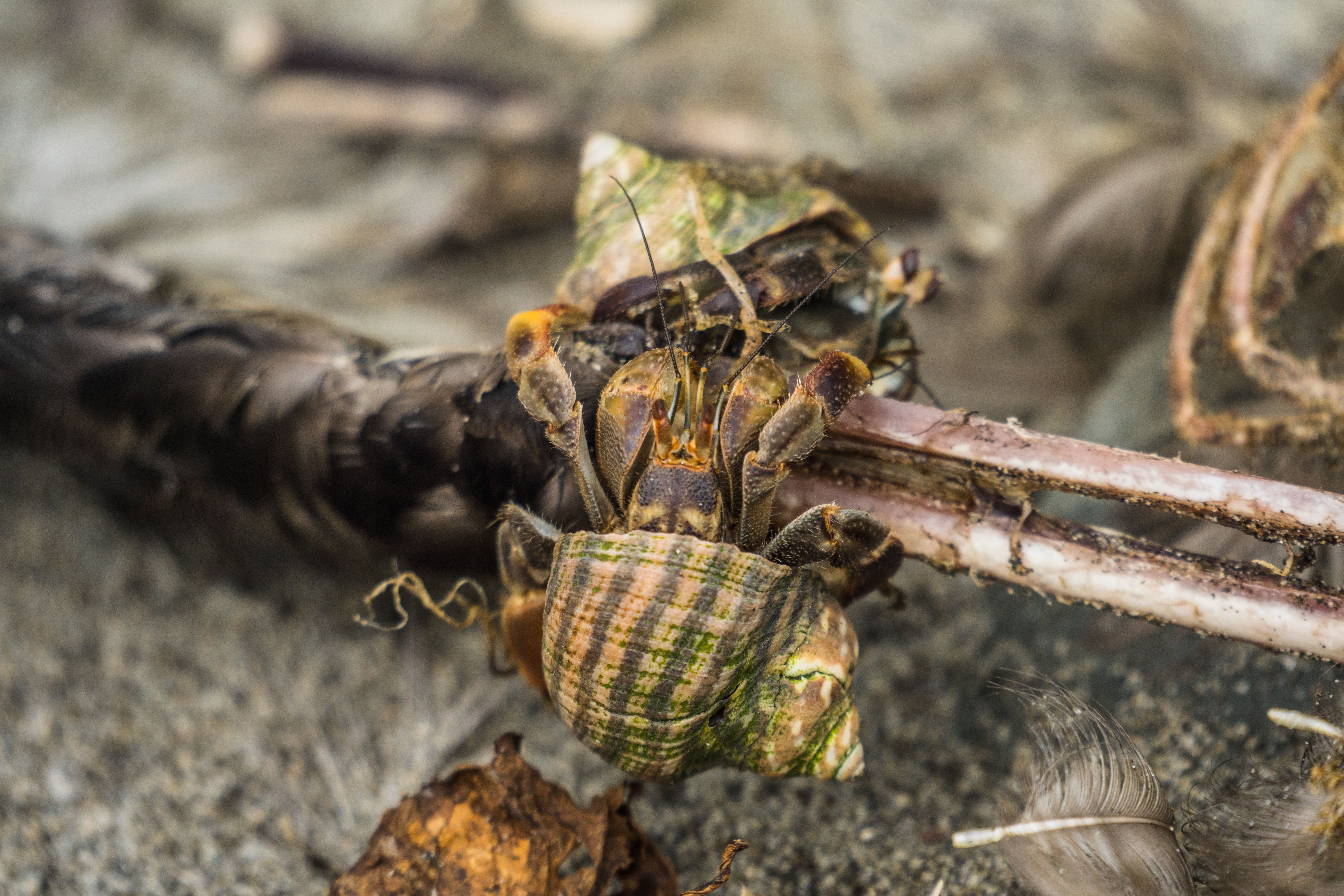 Close-up of Hermit Crabs on a Beach · Free Stock Photo