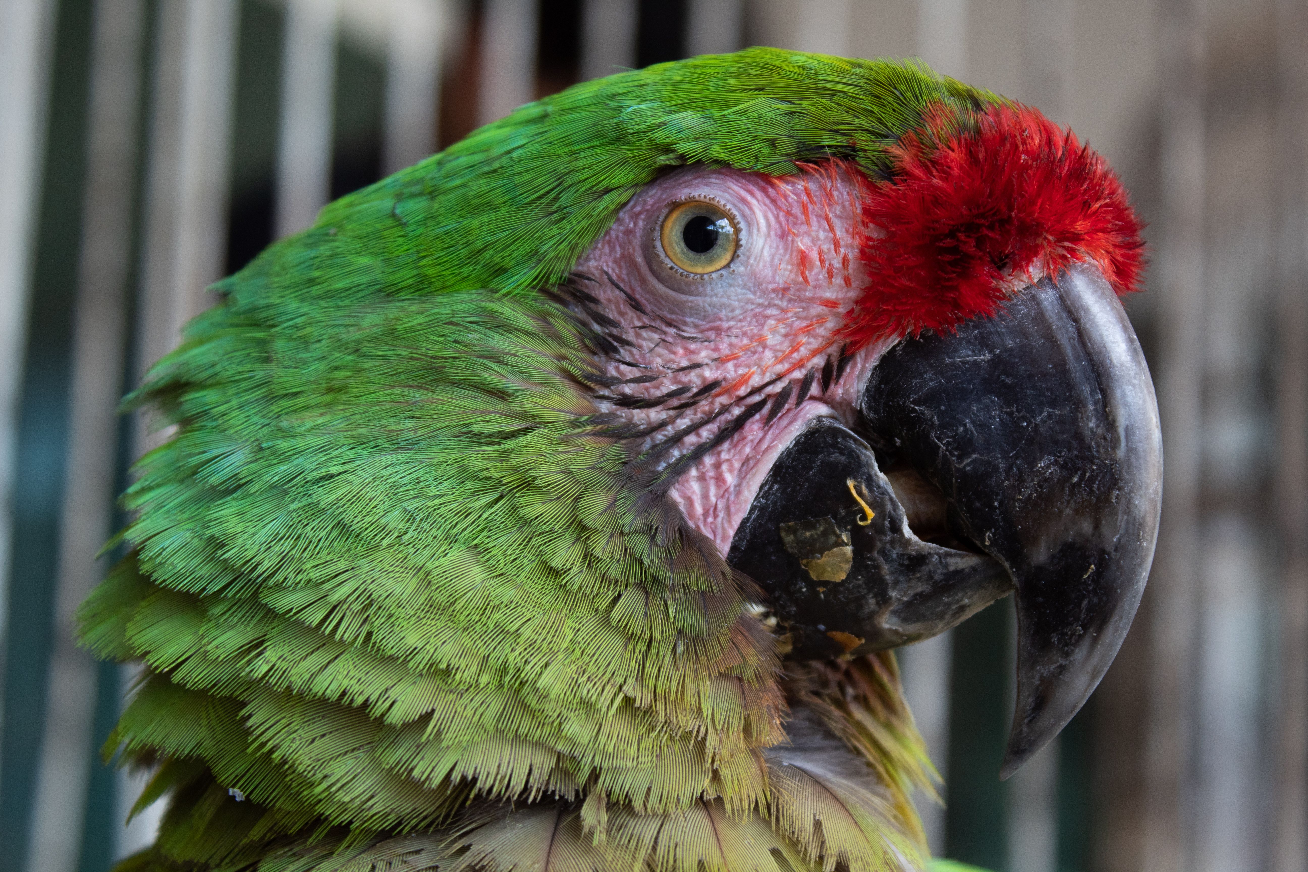 Head of Ara · Free Stock Photo