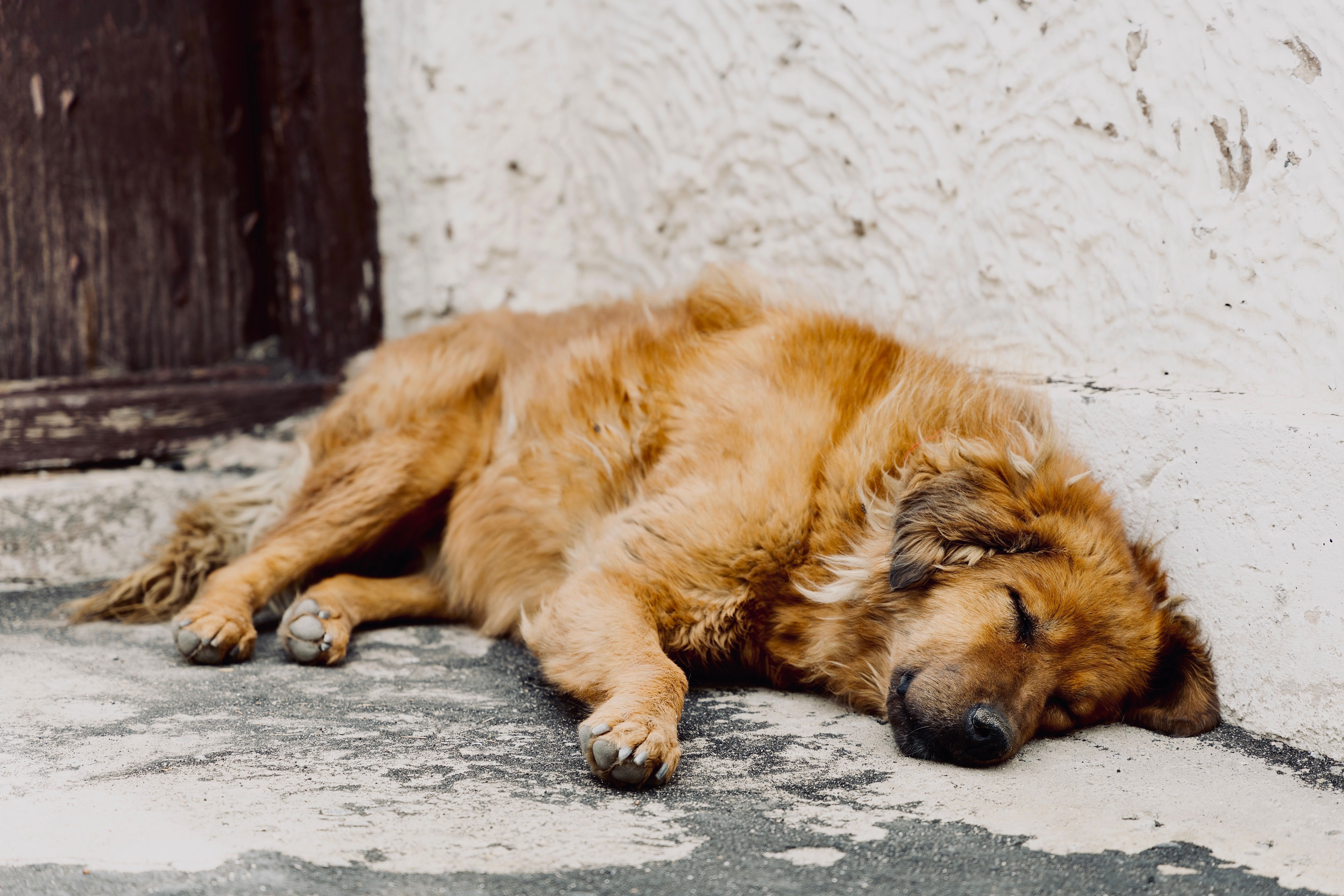 Foto de stock gratuita sobre #interior, adentro, animal descansando ...