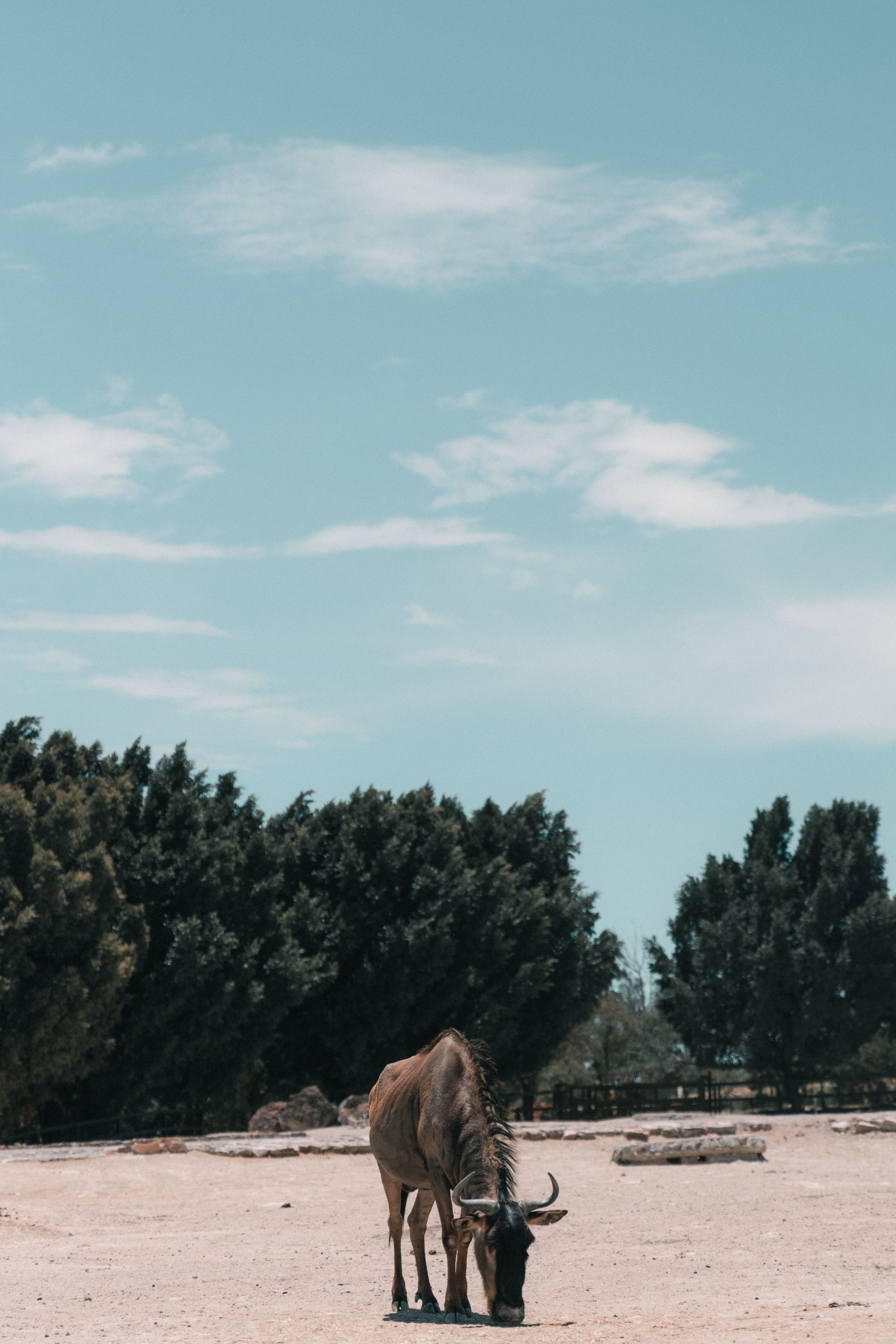 Blue Wildebeest Antelope Standing in a Zoo Enclosure · Free Stock Photo