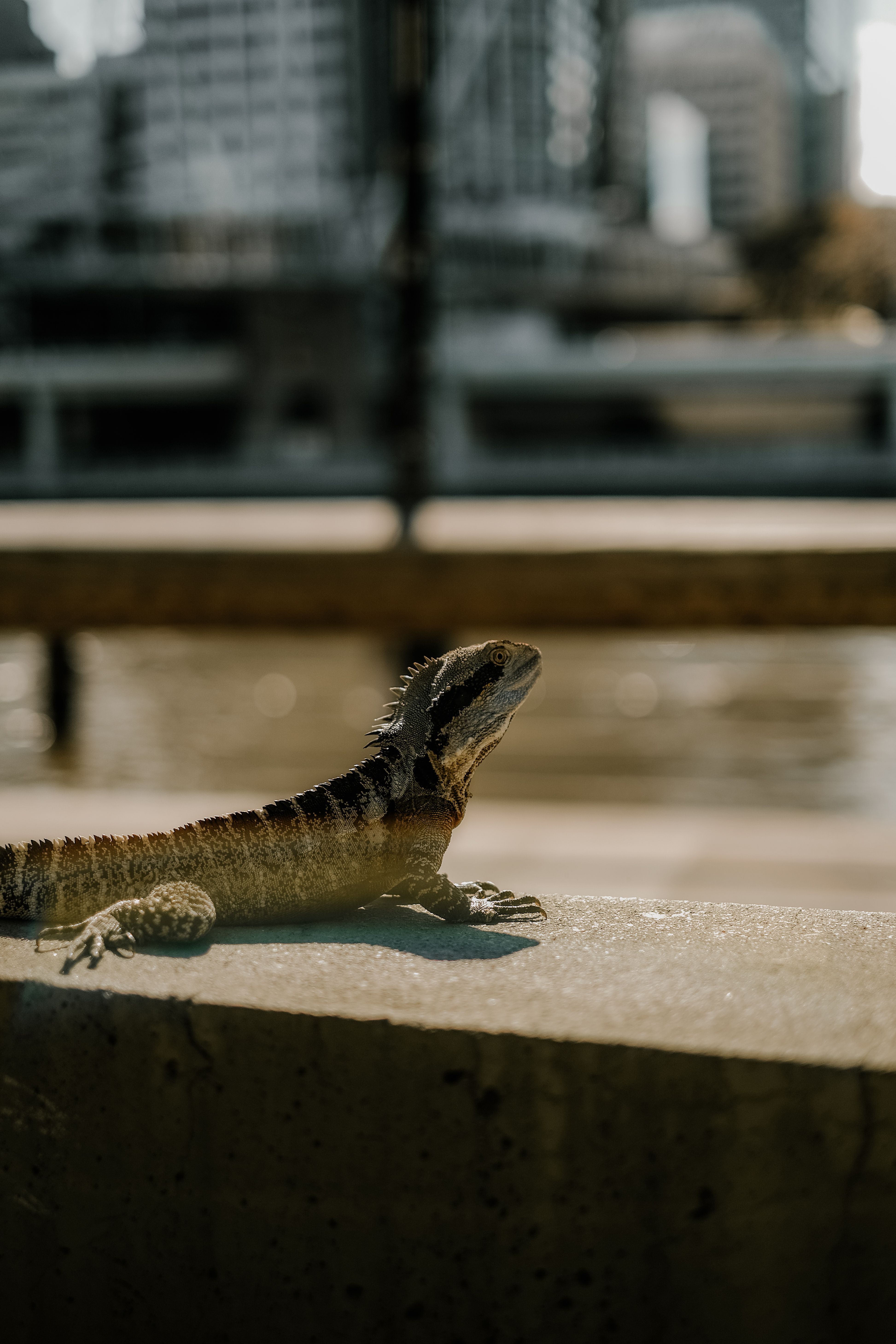 Free Dragon Going Photos, Download The BEST Free Free Dragon Going ...
