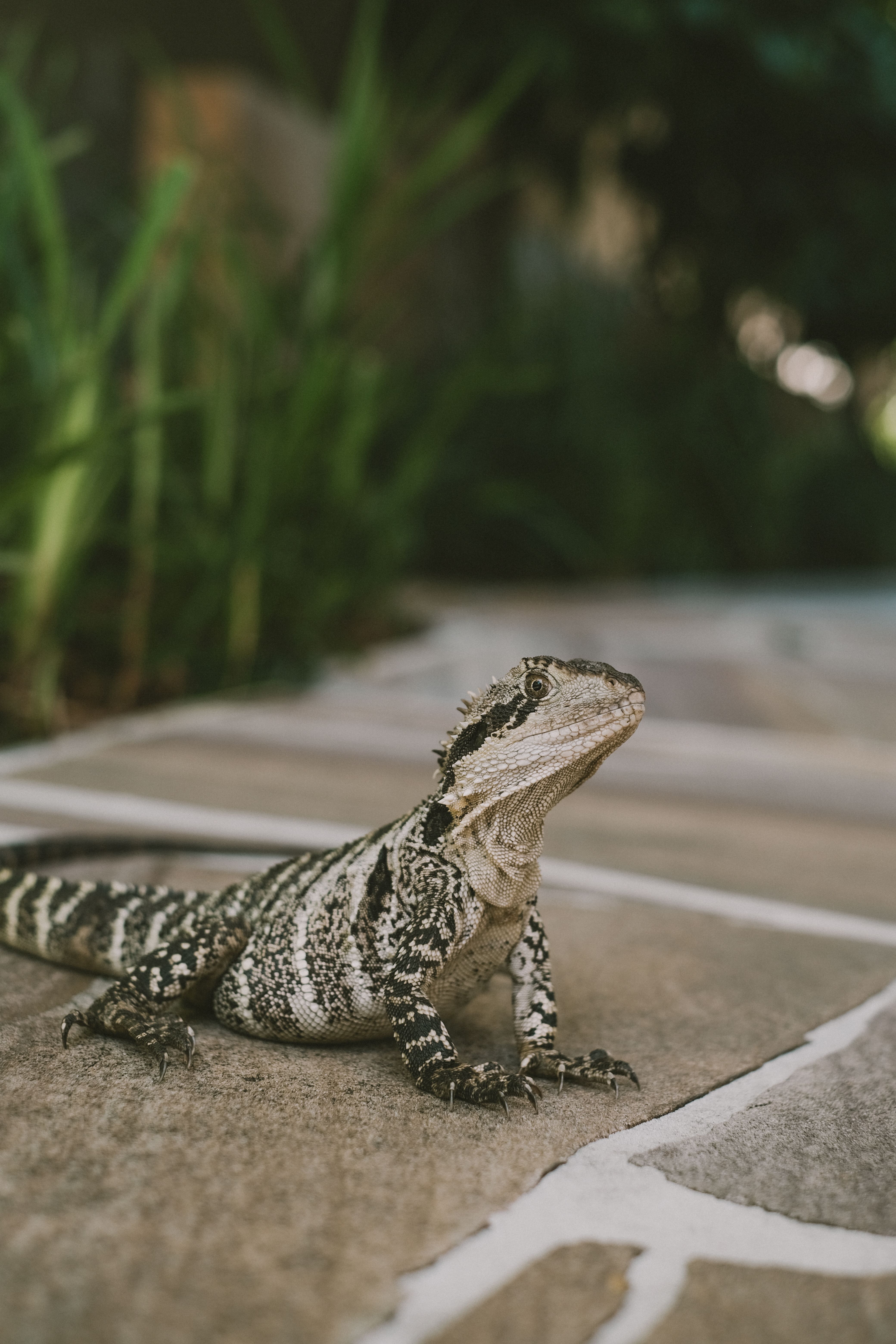 Australia Reptile Photos, Download The BEST Free Australia Reptile ...