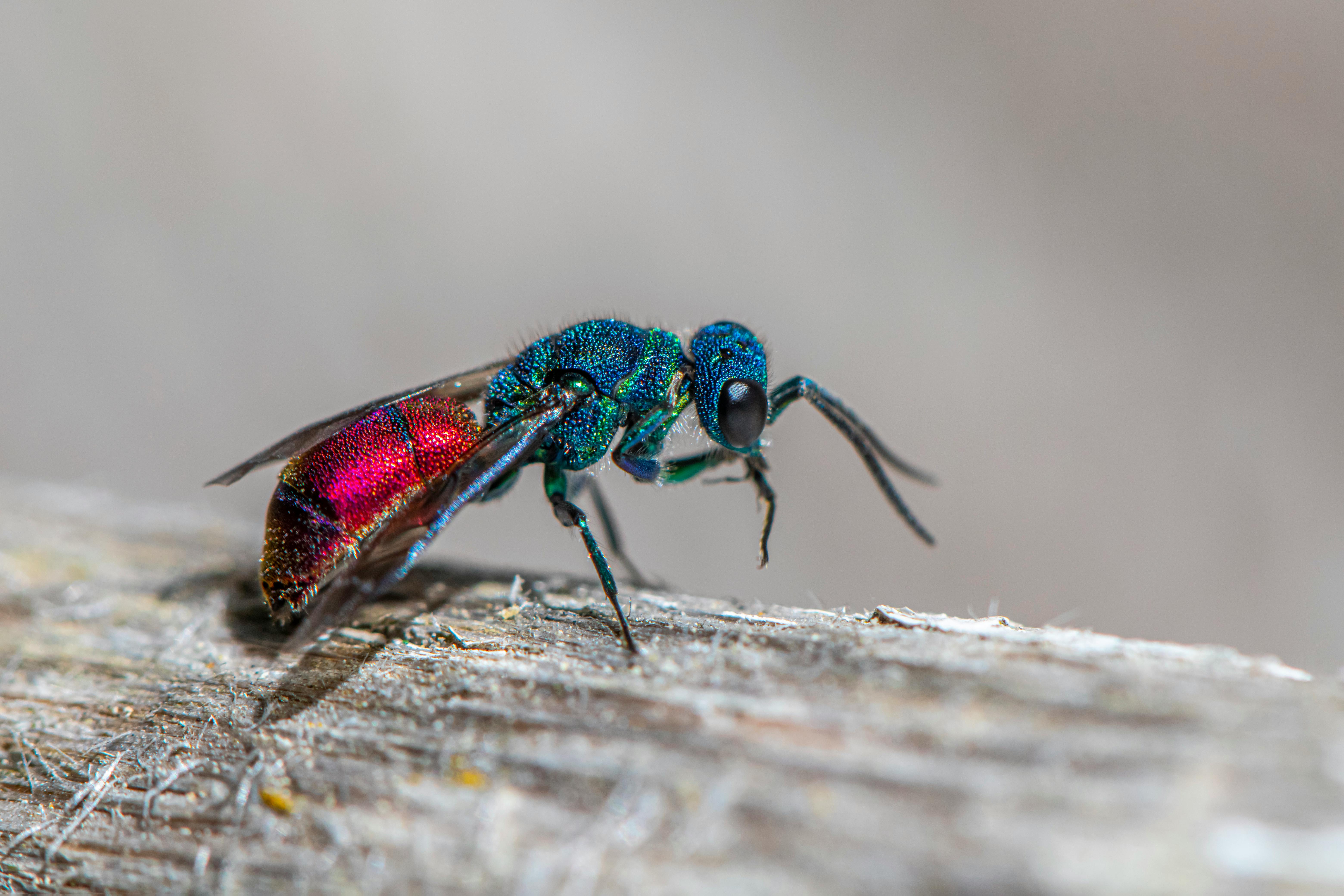 A small insect with a bright red body and blue wings · Free Stock Photo