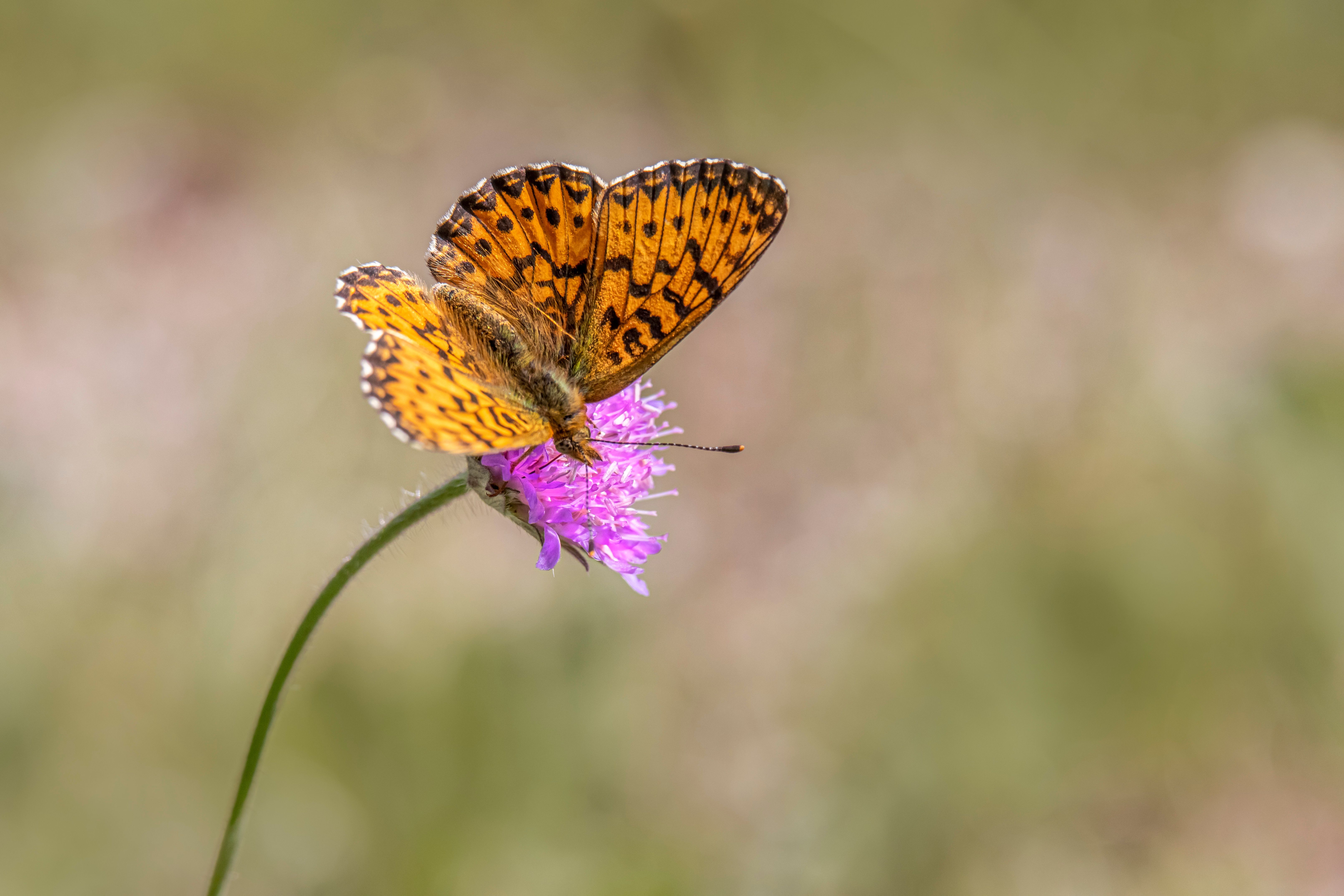 A butterfly is sitting on top of a purple flower · Free Stock Photo