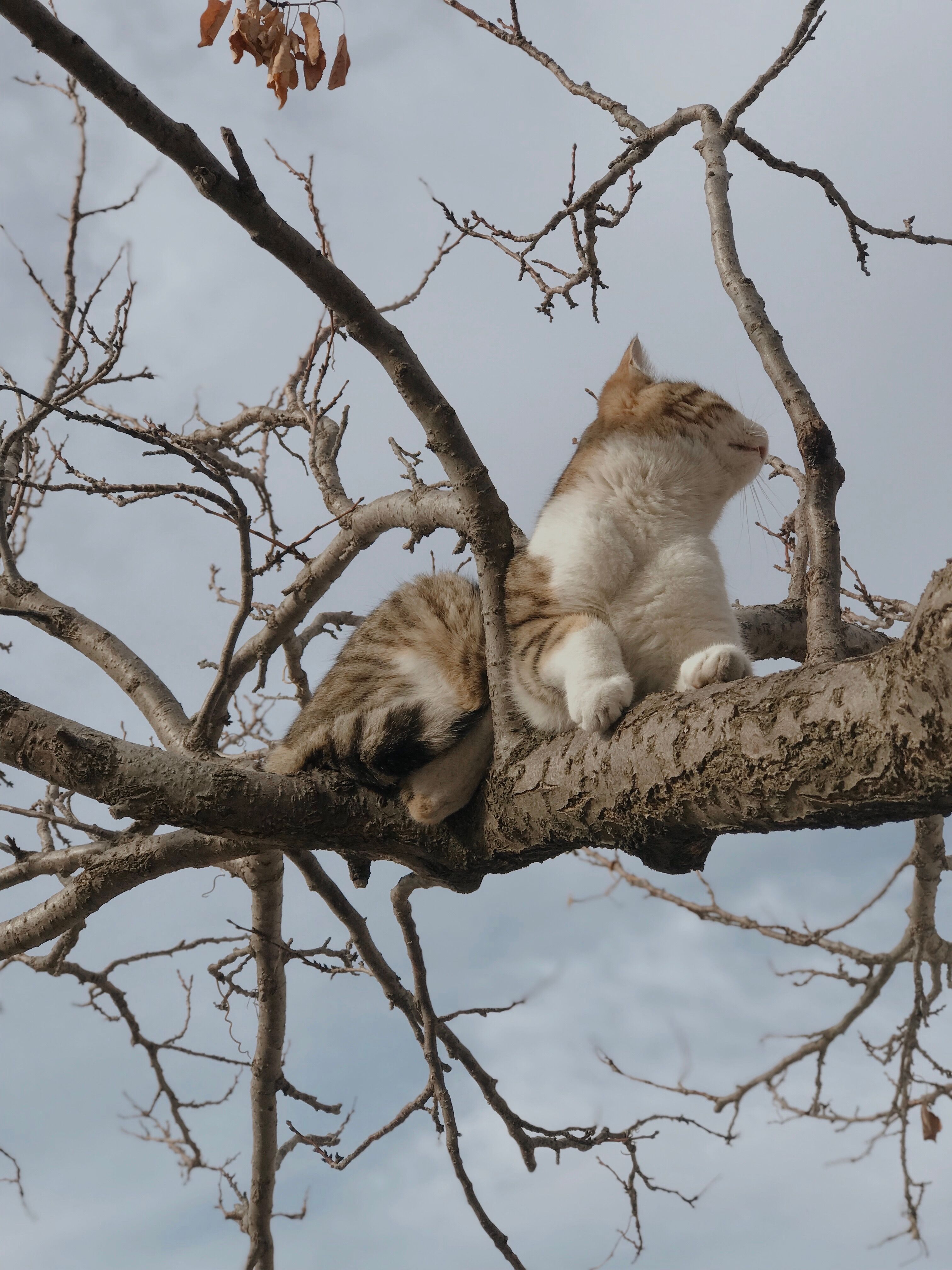Cat Lying Down on Tree Branch · Free Stock Photo