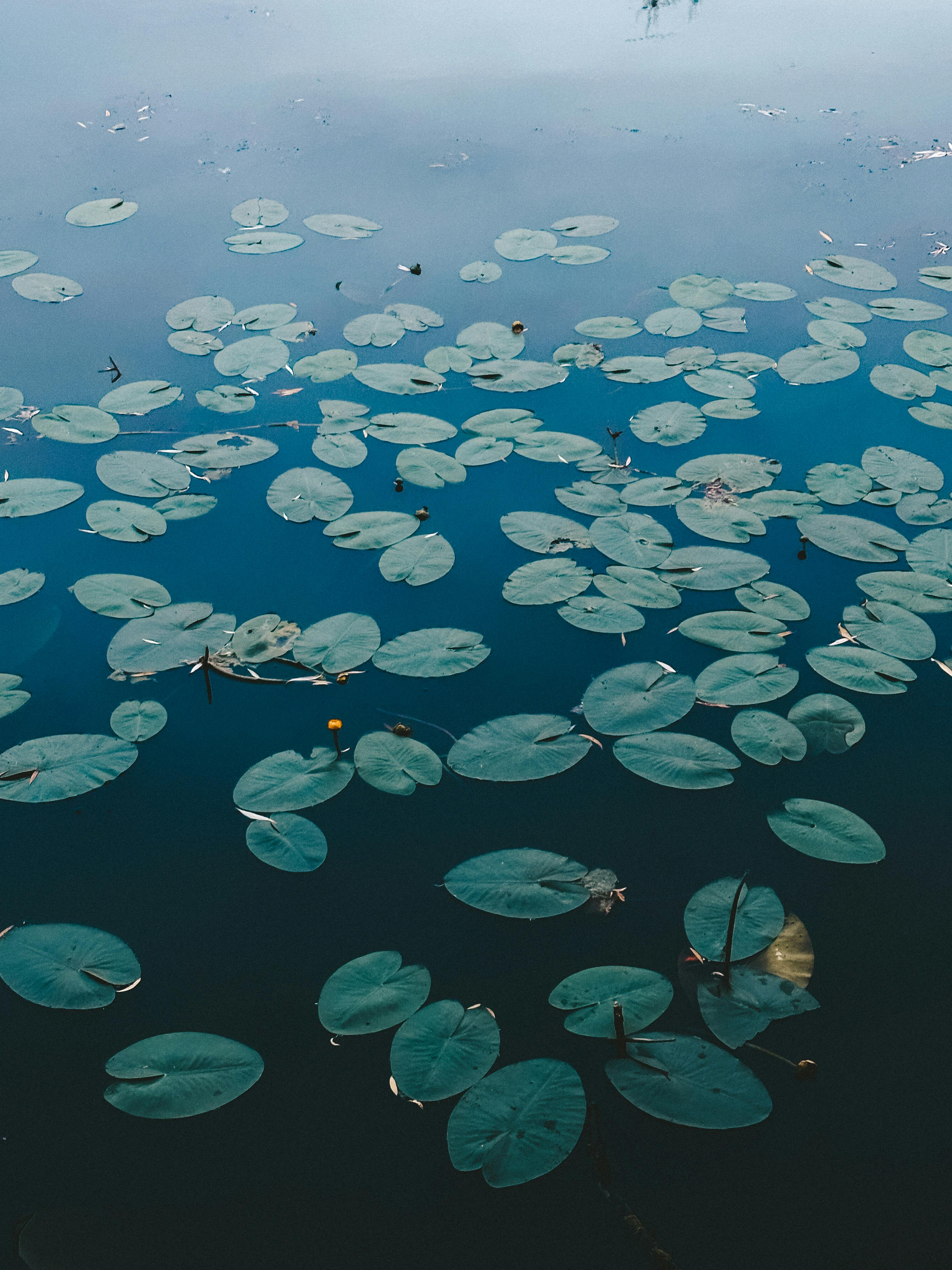 Lilly Leaves in a Swamp · Free Stock Photo