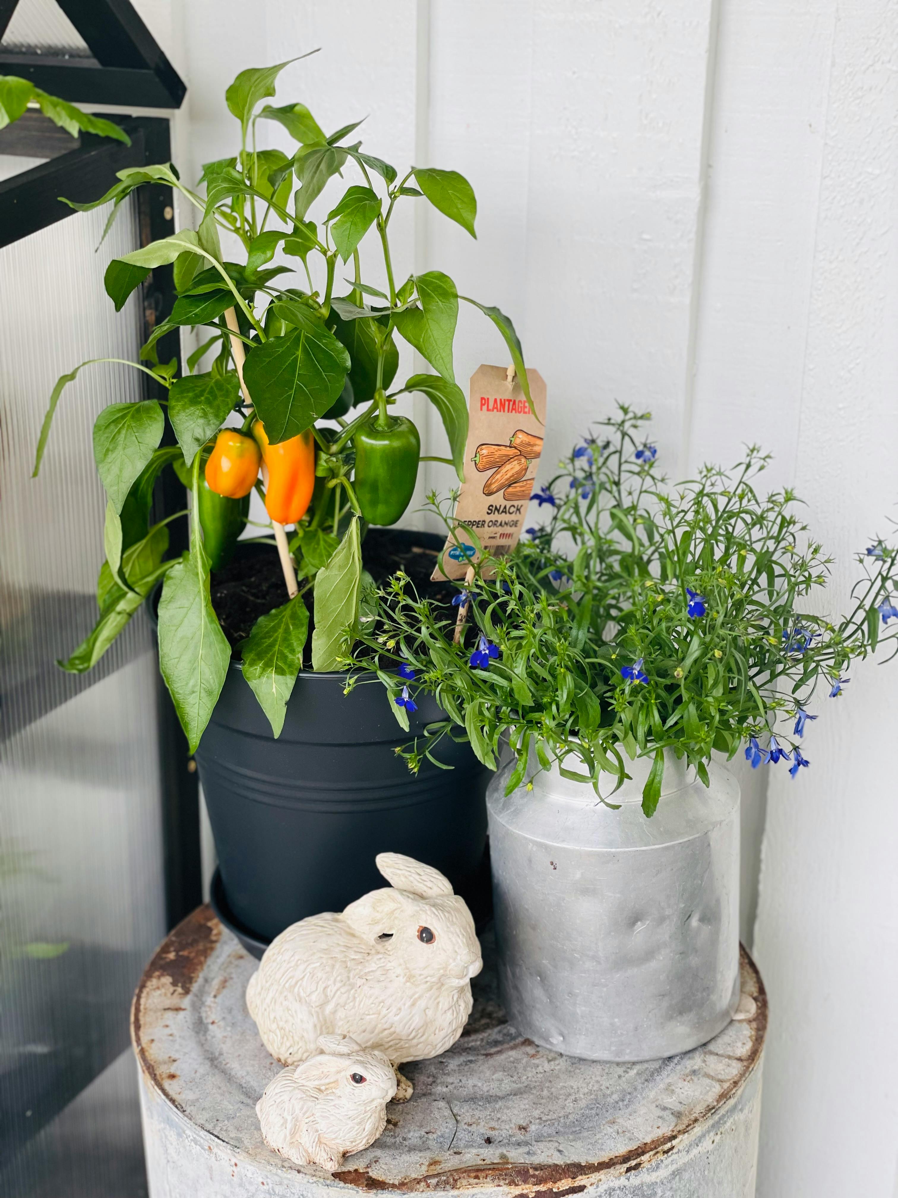 Plants and Rabbits Dolls · Free Stock Photo