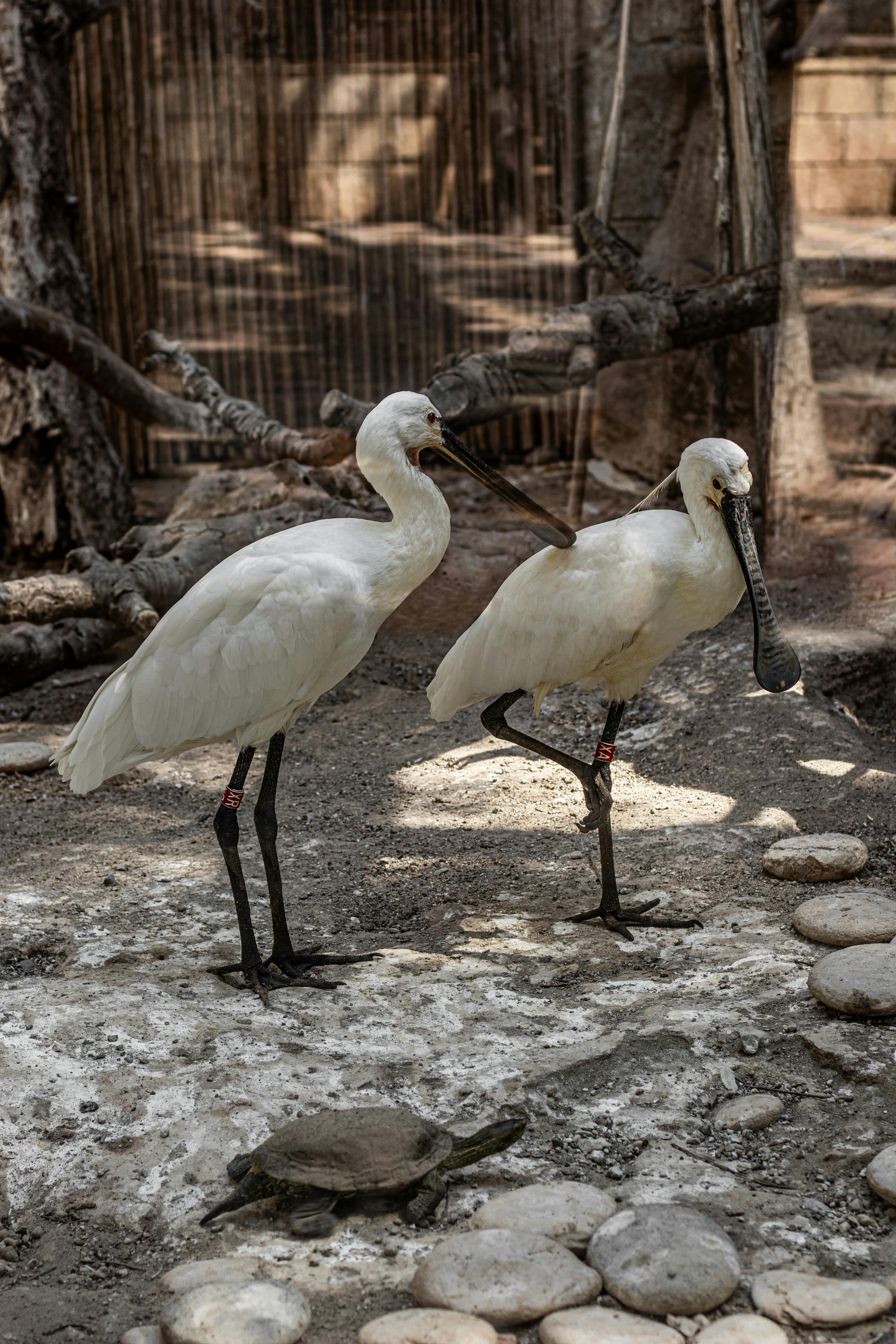 Black-faced Spoonbill Birds with Turtle in Zoo · Free Stock Photo