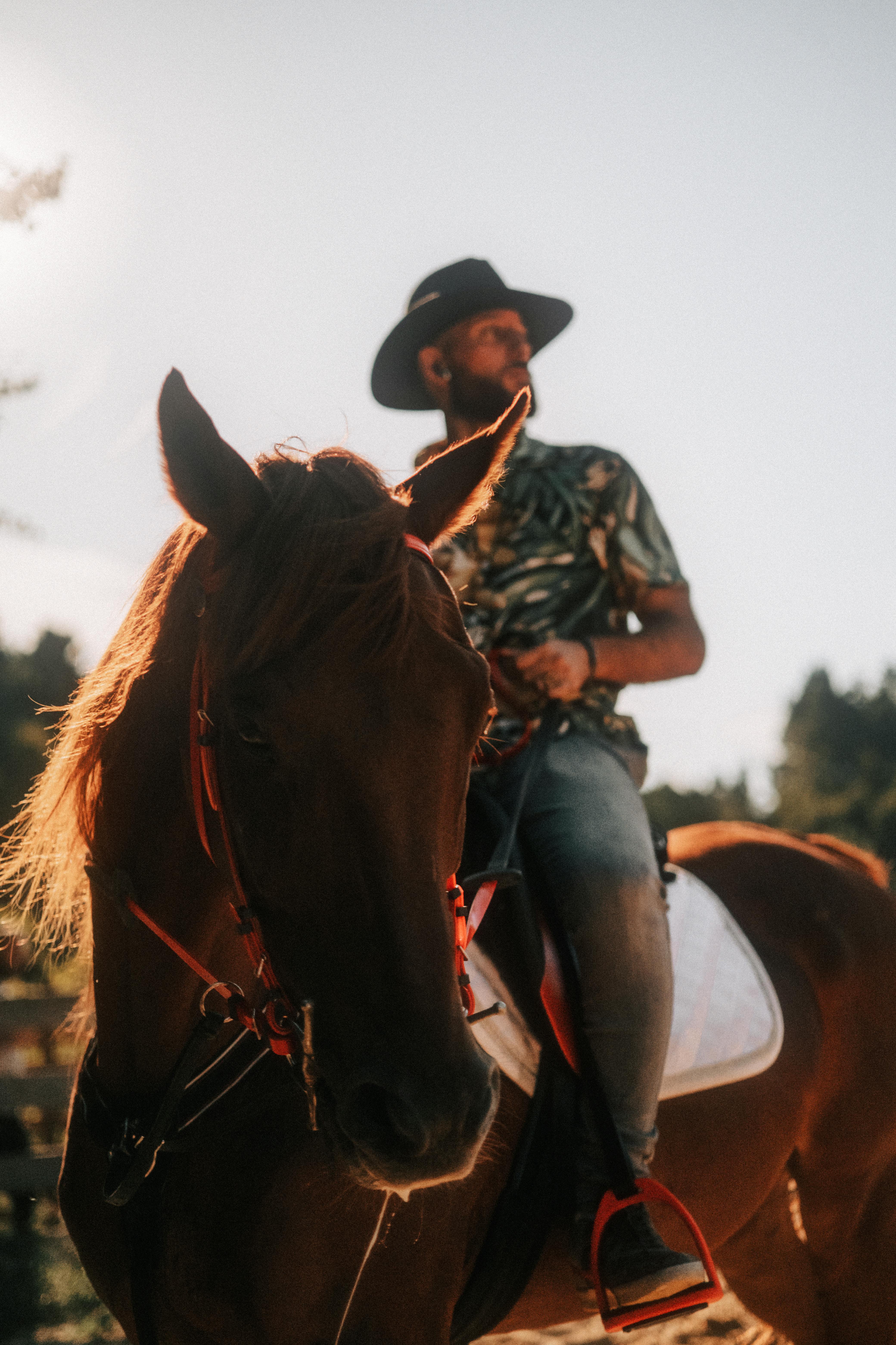 Horse and Cowboy behind · Free Stock Photo