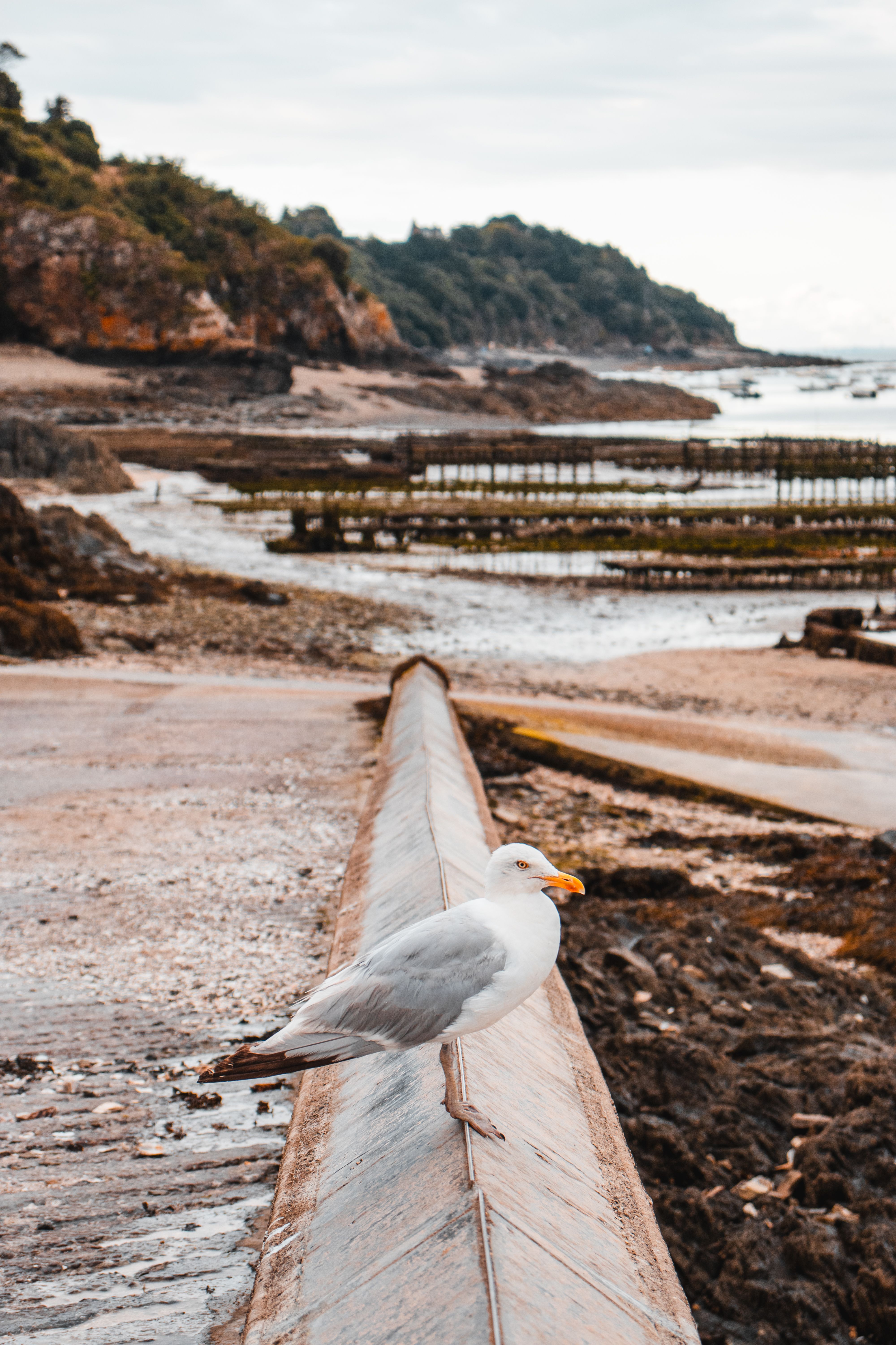 Seagull on Sea Coast · Free Stock Photo