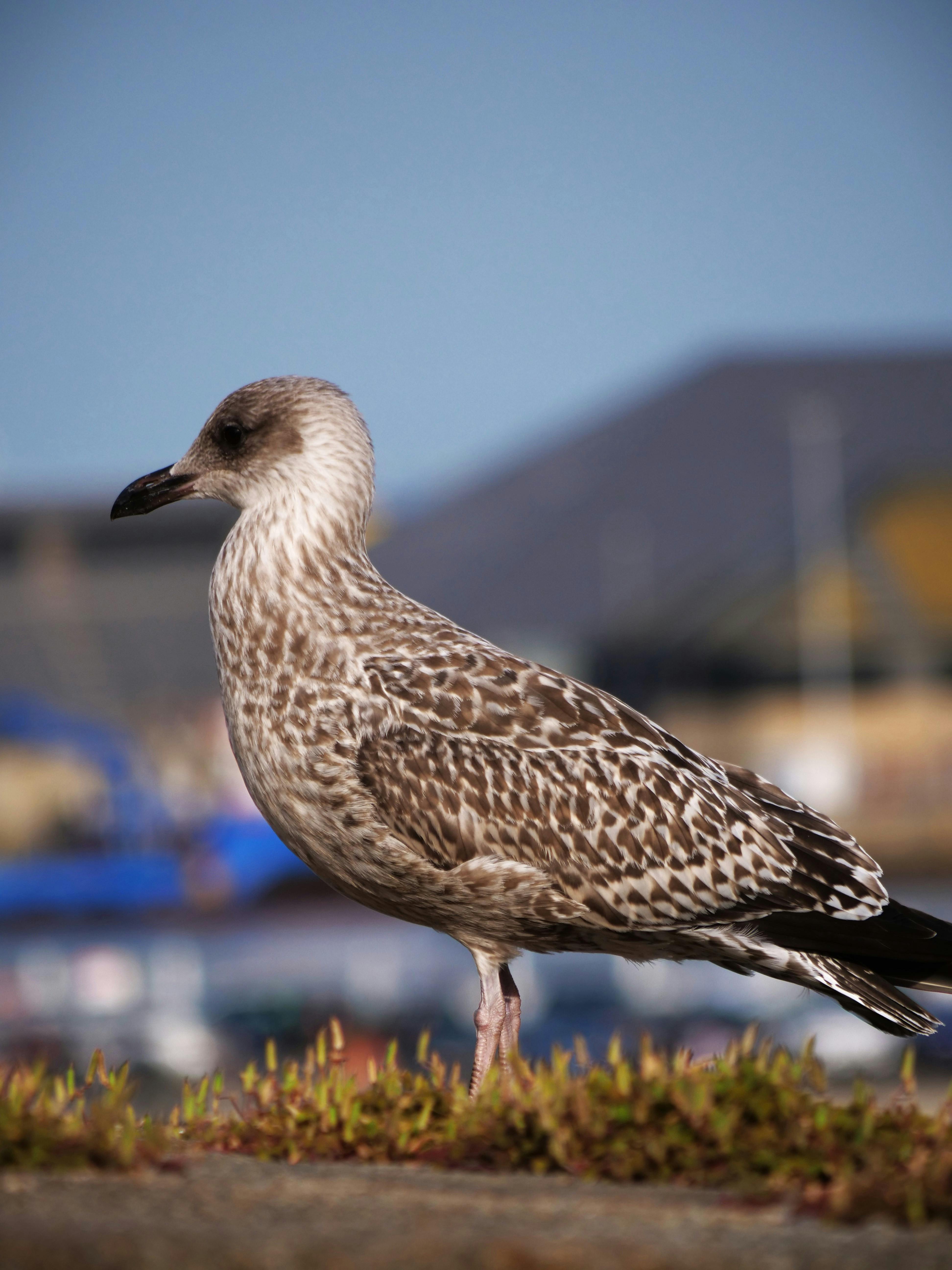 Golden Seagull Photos, Download The BEST Free Golden Seagull Stock ...