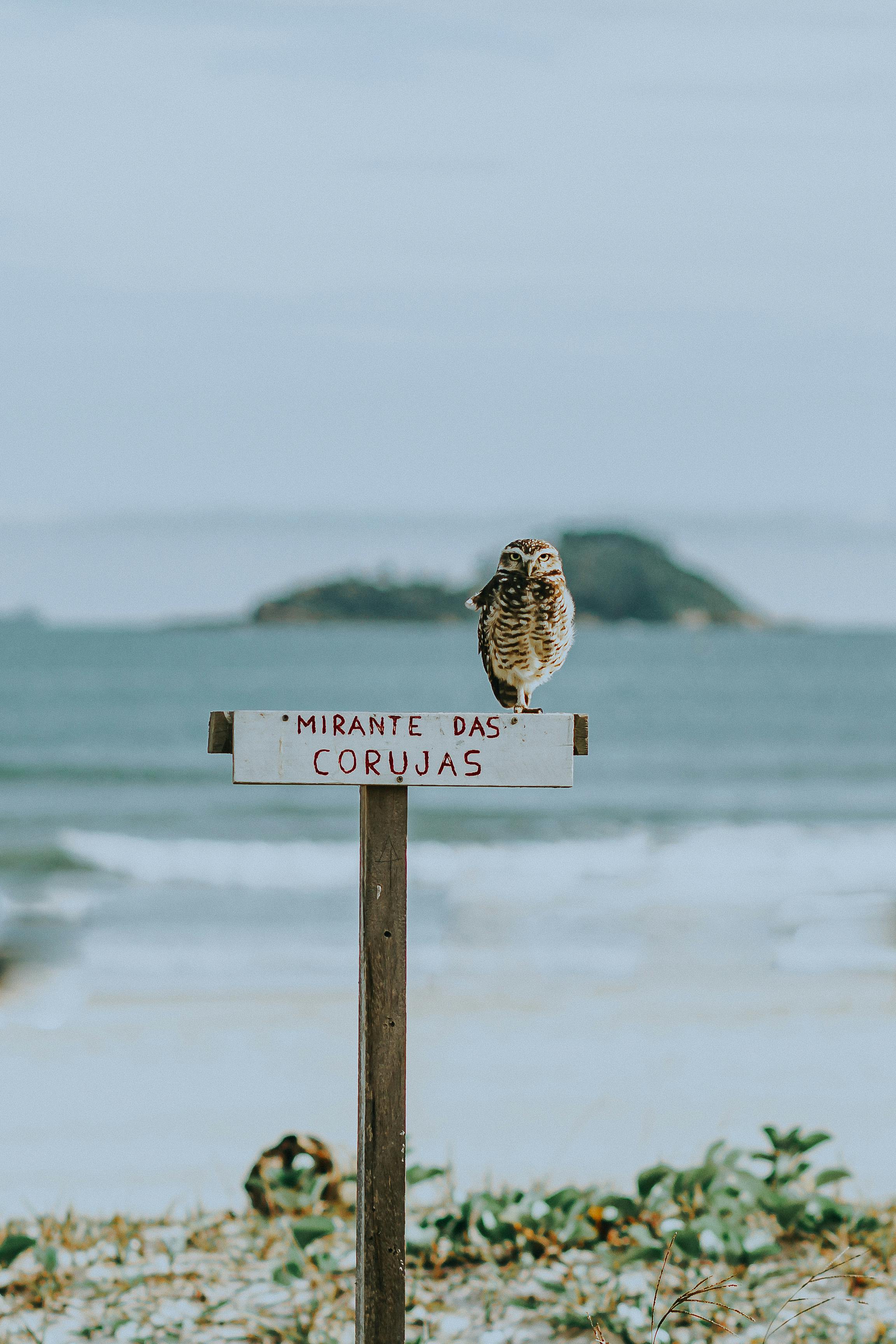 Sea Owl Photos, Download The BEST Free Sea Owl Stock Photos & HD Images