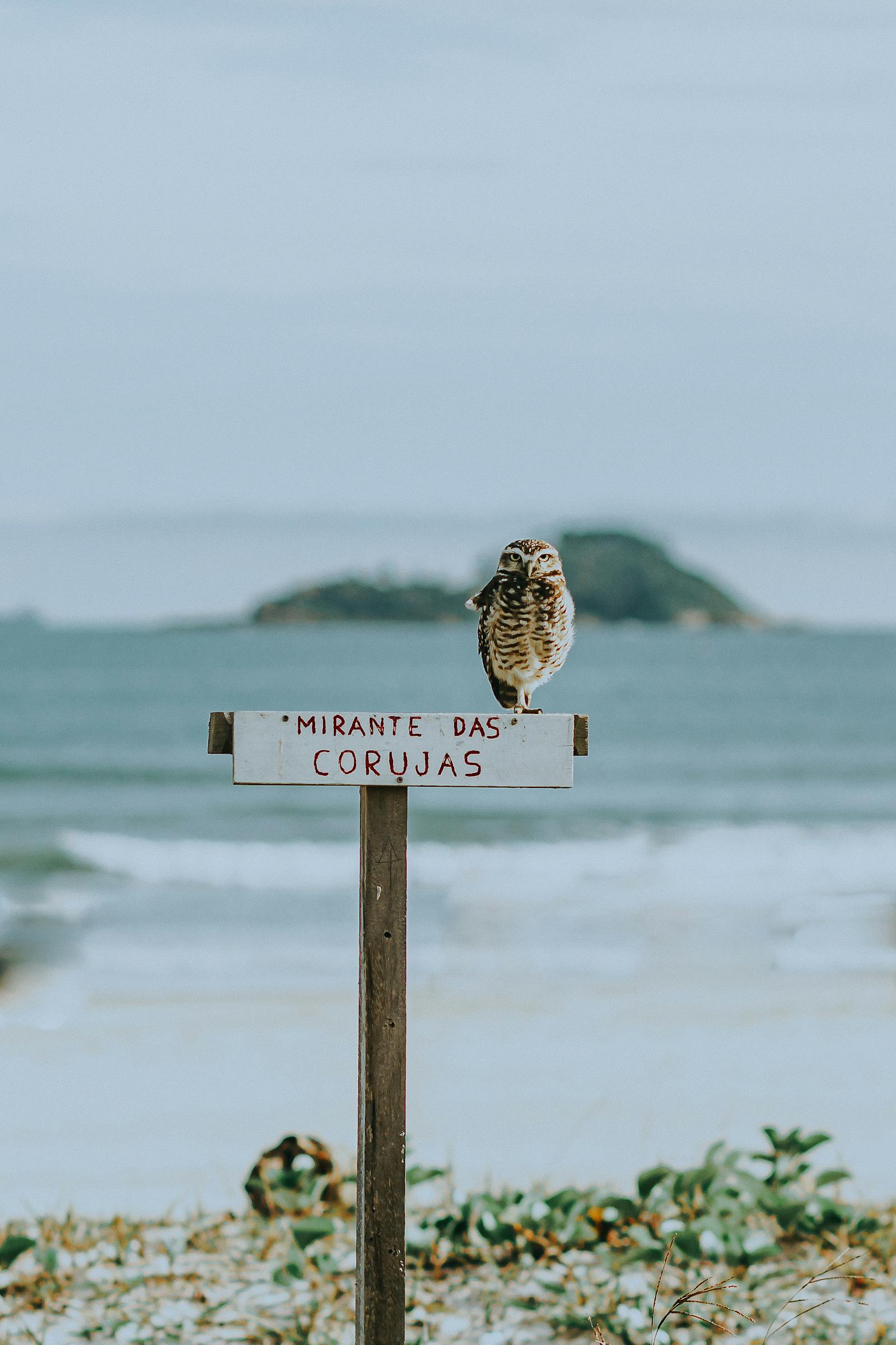 Sea Owl Photos, Download The BEST Free Sea Owl Stock Photos & HD Images