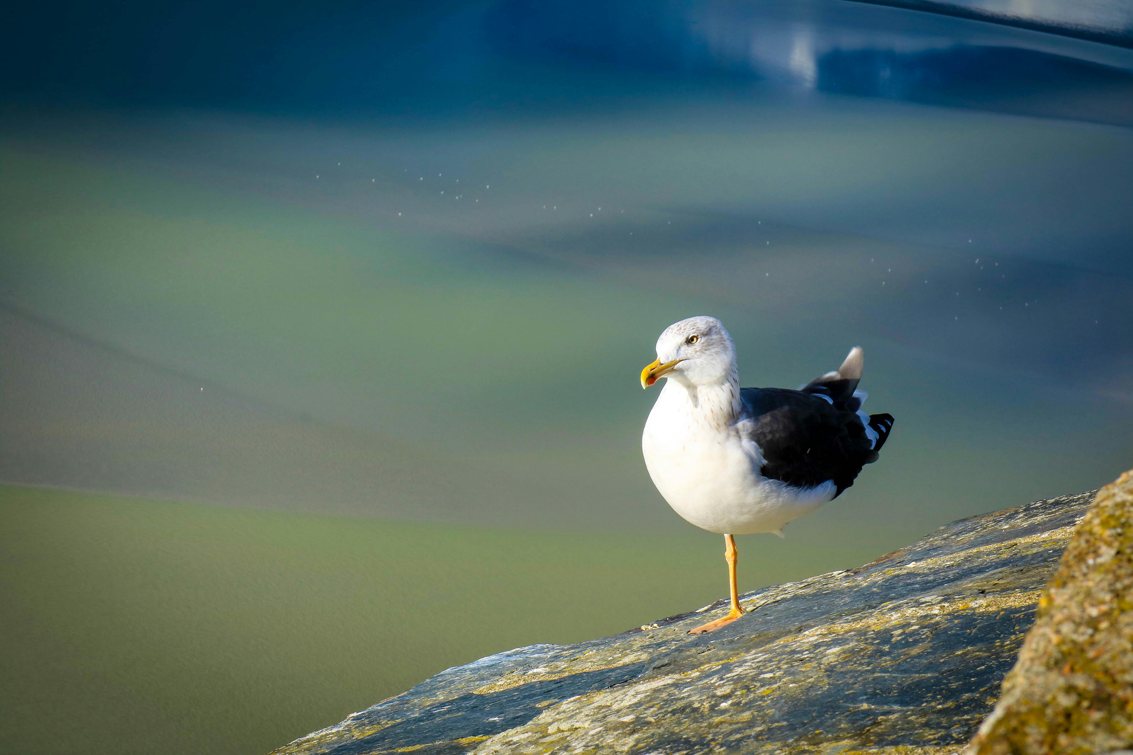 Golden Seagull Photos, Download The BEST Free Golden Seagull Stock ...