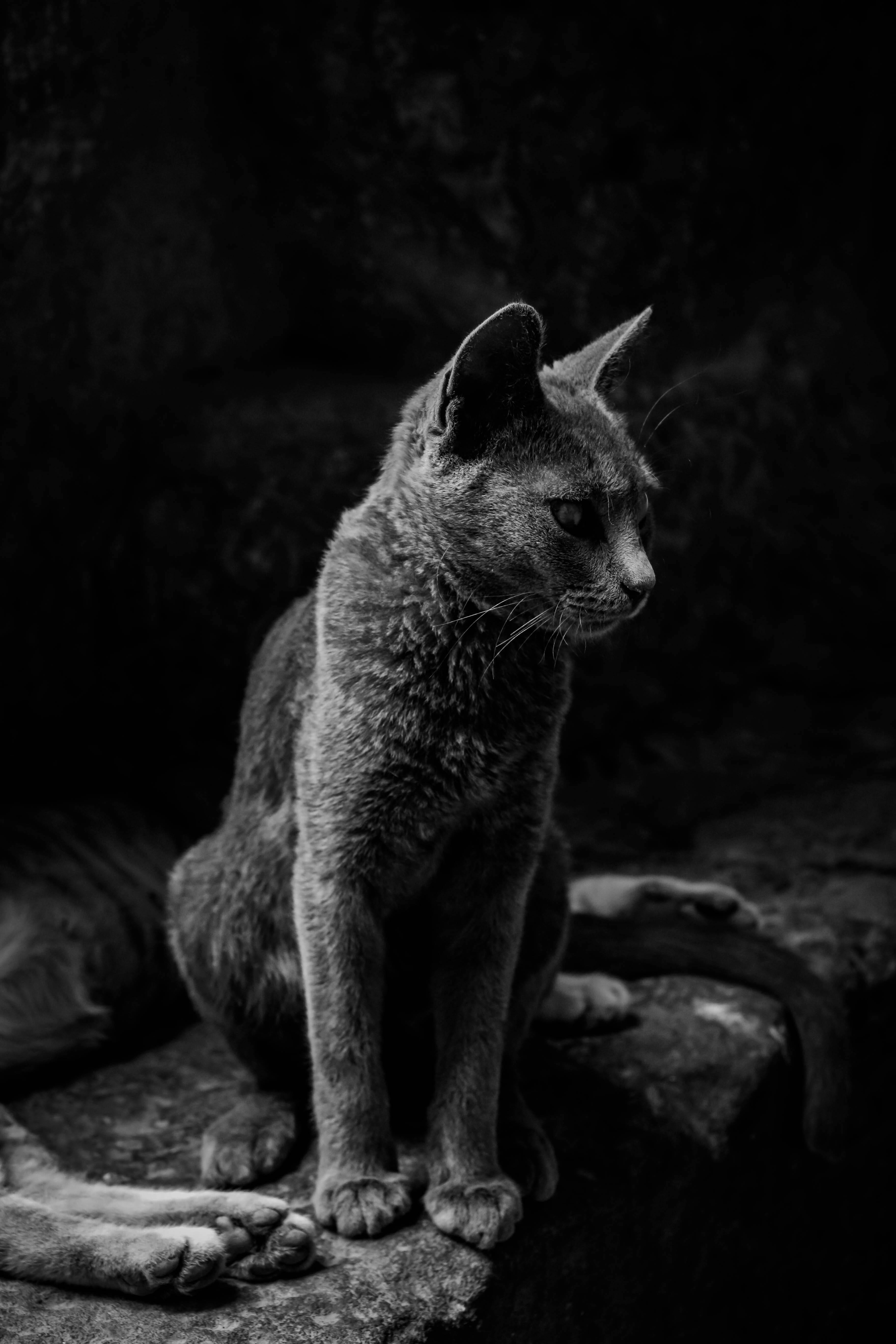 A Cat Sitting on a Rock · Free Stock Photo