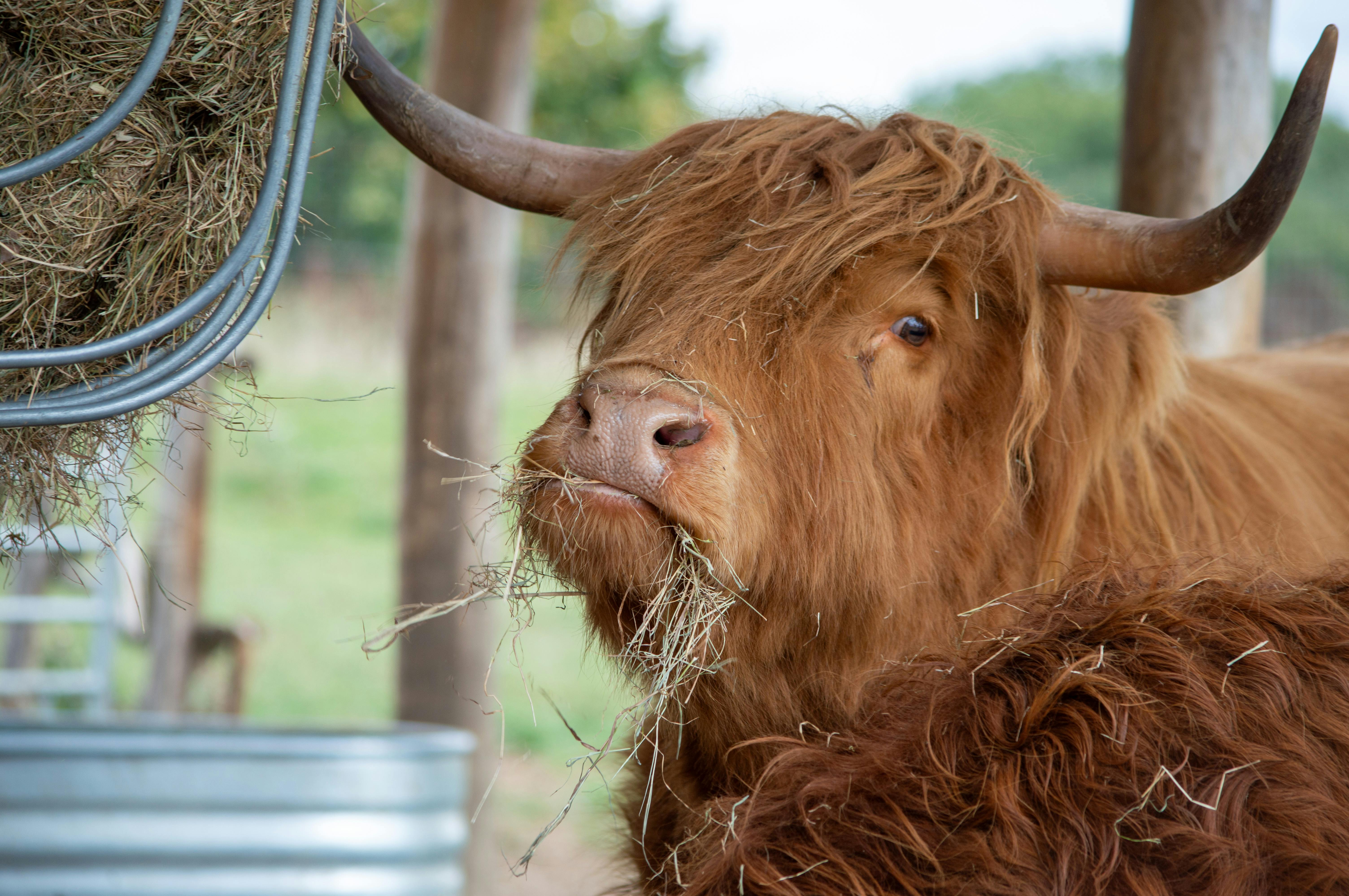 Portrait of a Highland Cow · Free Stock Photo