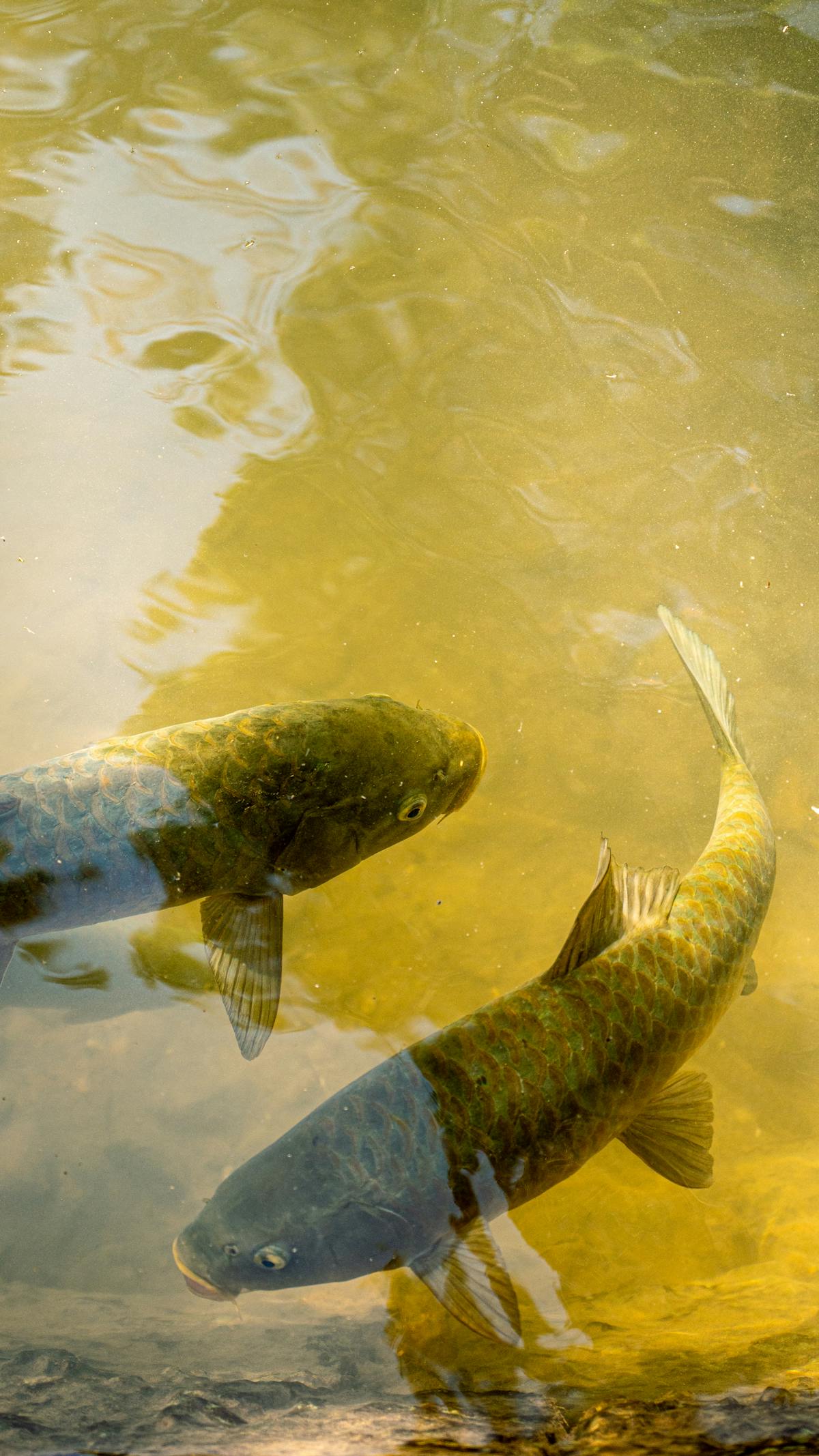 Carp Photos, Download The BEST Free Carp Stock Photos & HD Images