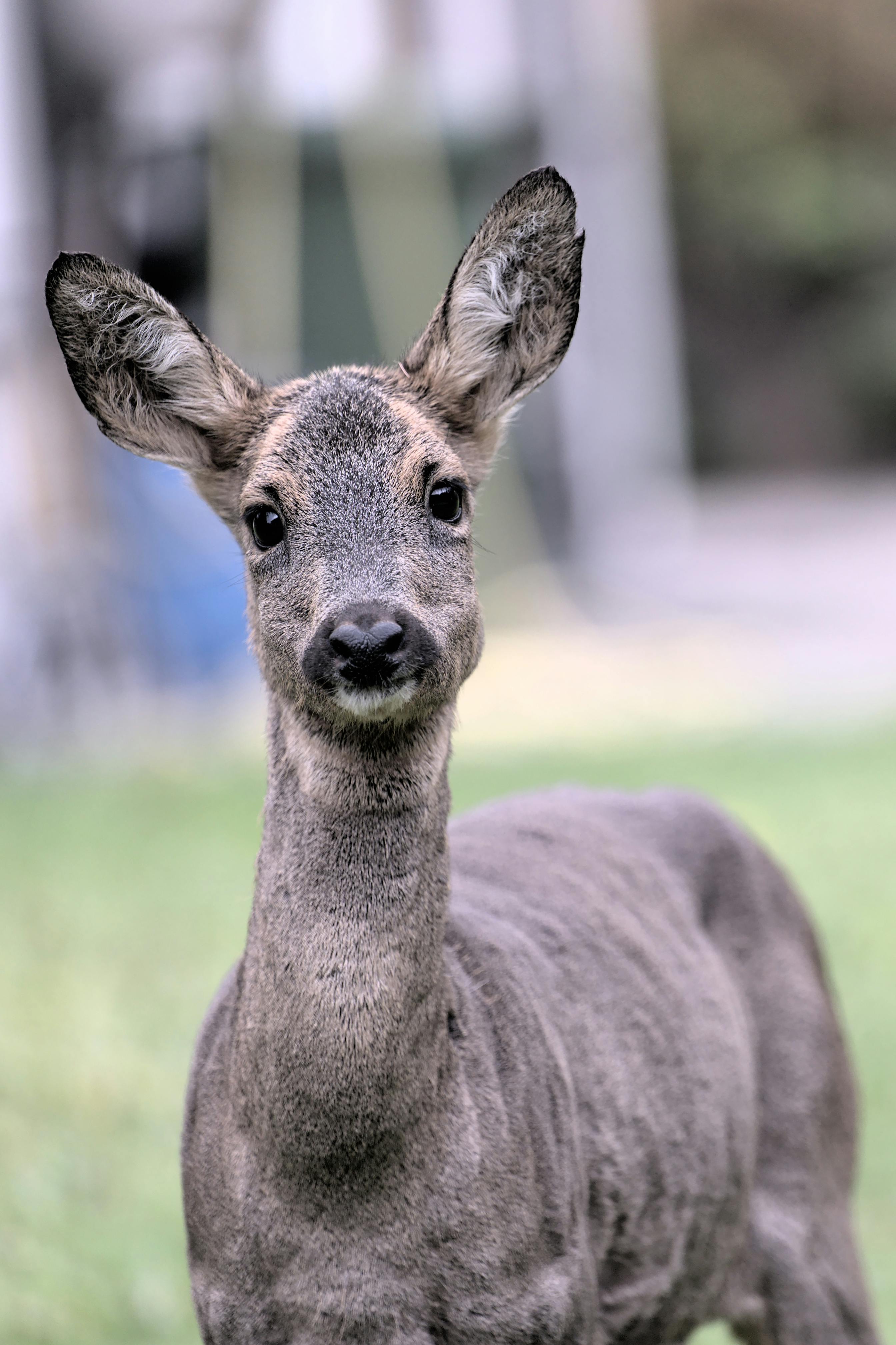 Portrait of a Roe · Free Stock Photo