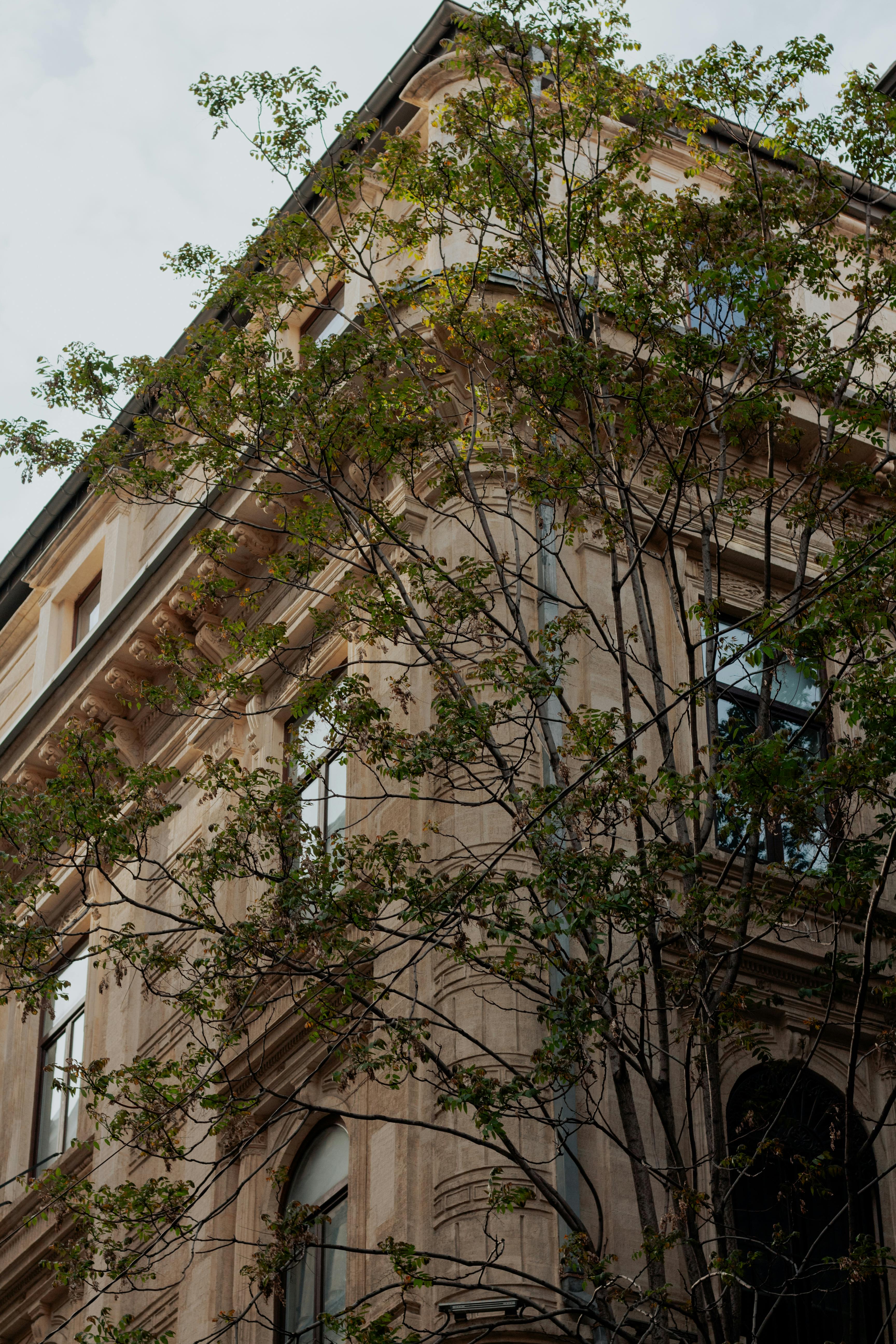 Tree in Front of a Traditional Tenement · Free Stock Photo