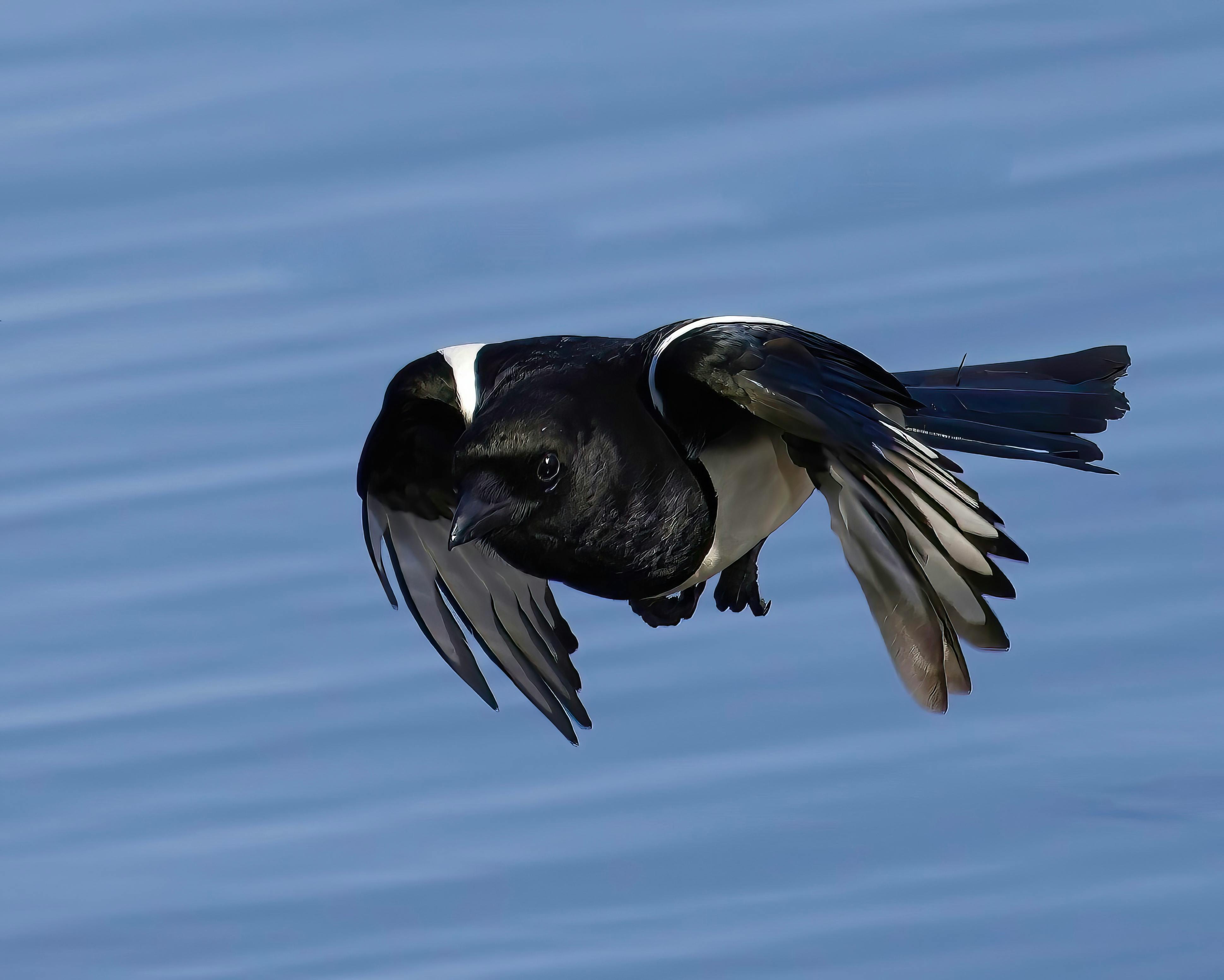 Magpie in Flight · Free Stock Photo