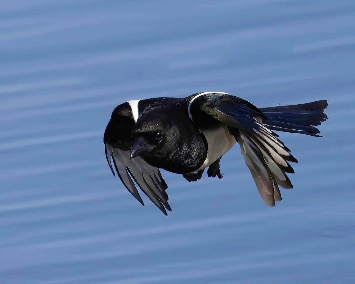 Magpie Photos, Download The BEST Free Magpie Stock Photos & HD Images