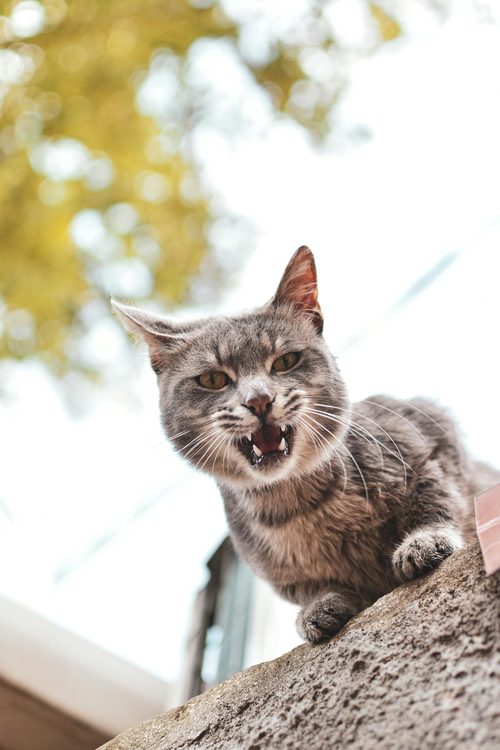 Angry Cat Photos, Download The BEST Free Angry Cat Stock Photos & HD Images